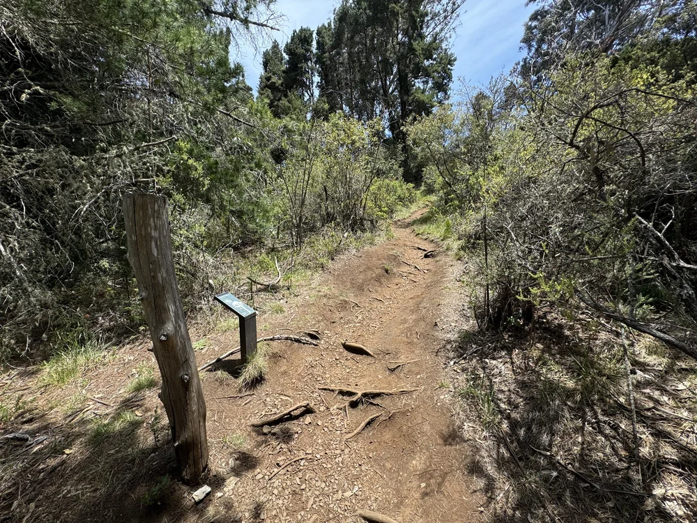 Hiking the Hosmer Grove Trail in Haleakalā National Park on Maui ...