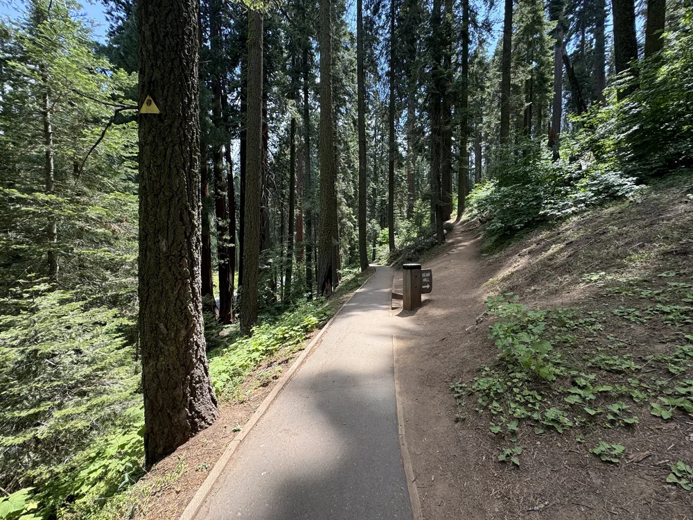 Hiking the Big Trees Trail in Sequoia National Park — noahawaii