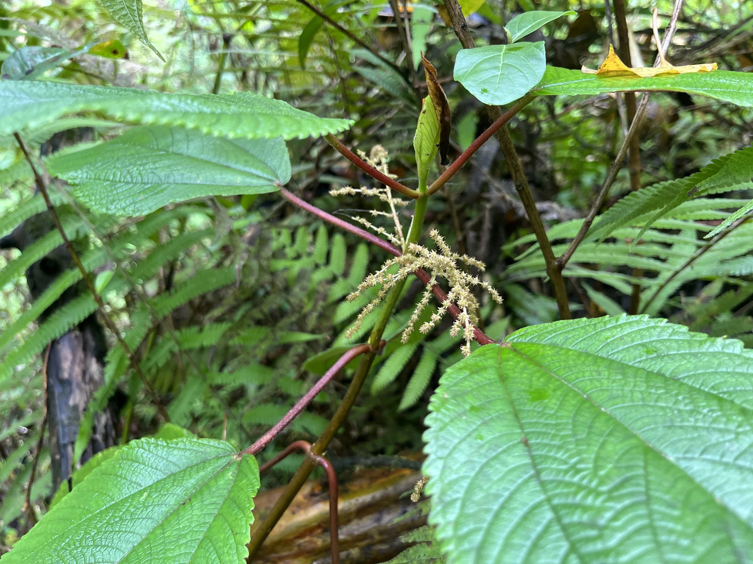 Native Hawaiian Plants: My Plant ID Guide — noahawaii