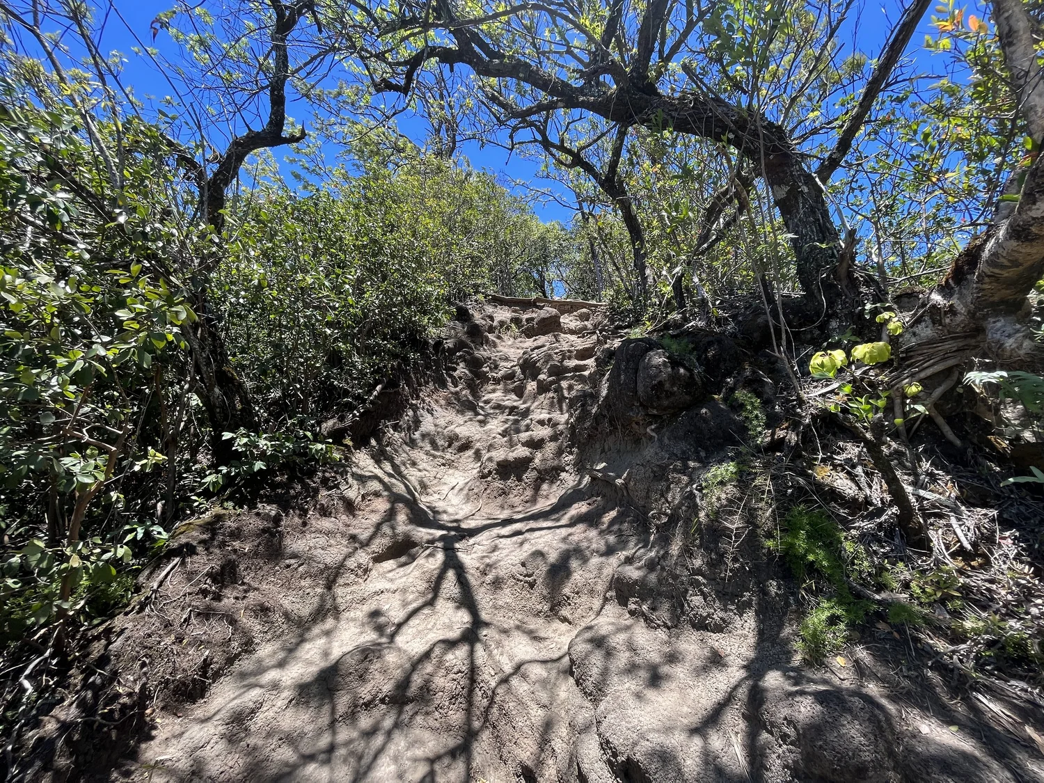 Hiking the Waʻahila Ridge Trail to Mt. Olympus (ʻAwaʻawaloa) on Oʻahu ...