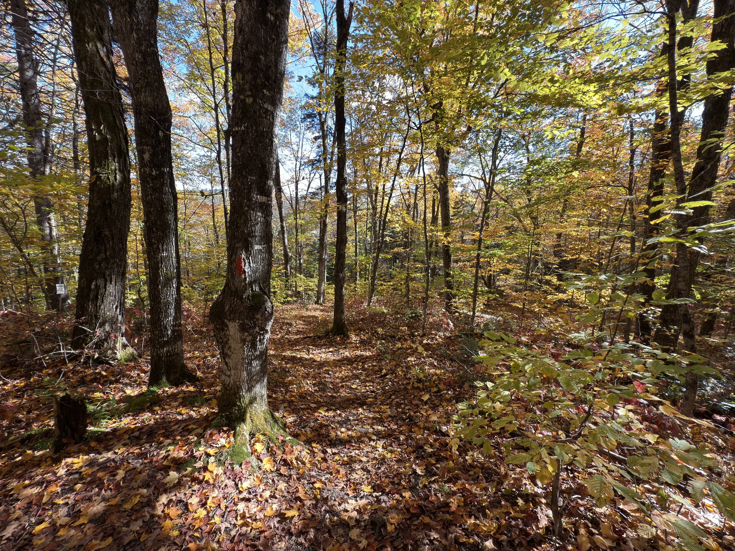 Hiking the Little Moose Pond Loop Trail in Greenville, Maine — noahawaii