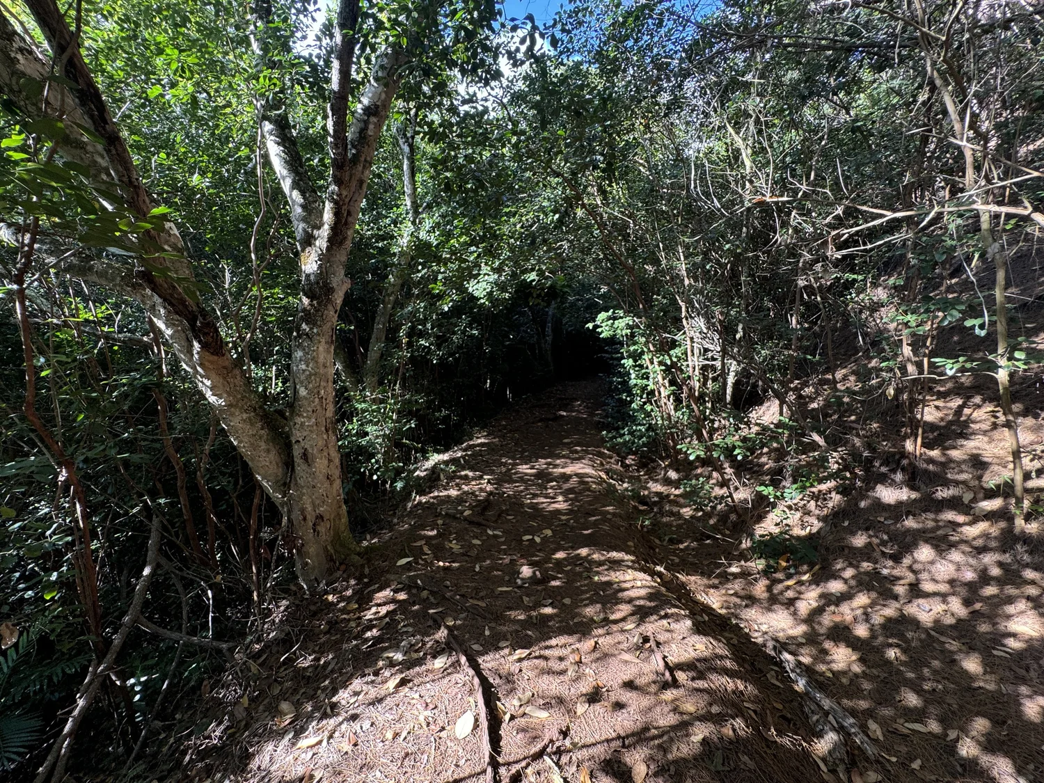 Hiking the Waimano Ridge Trail on Oʻahu, Hawaiʻi — noahawaii