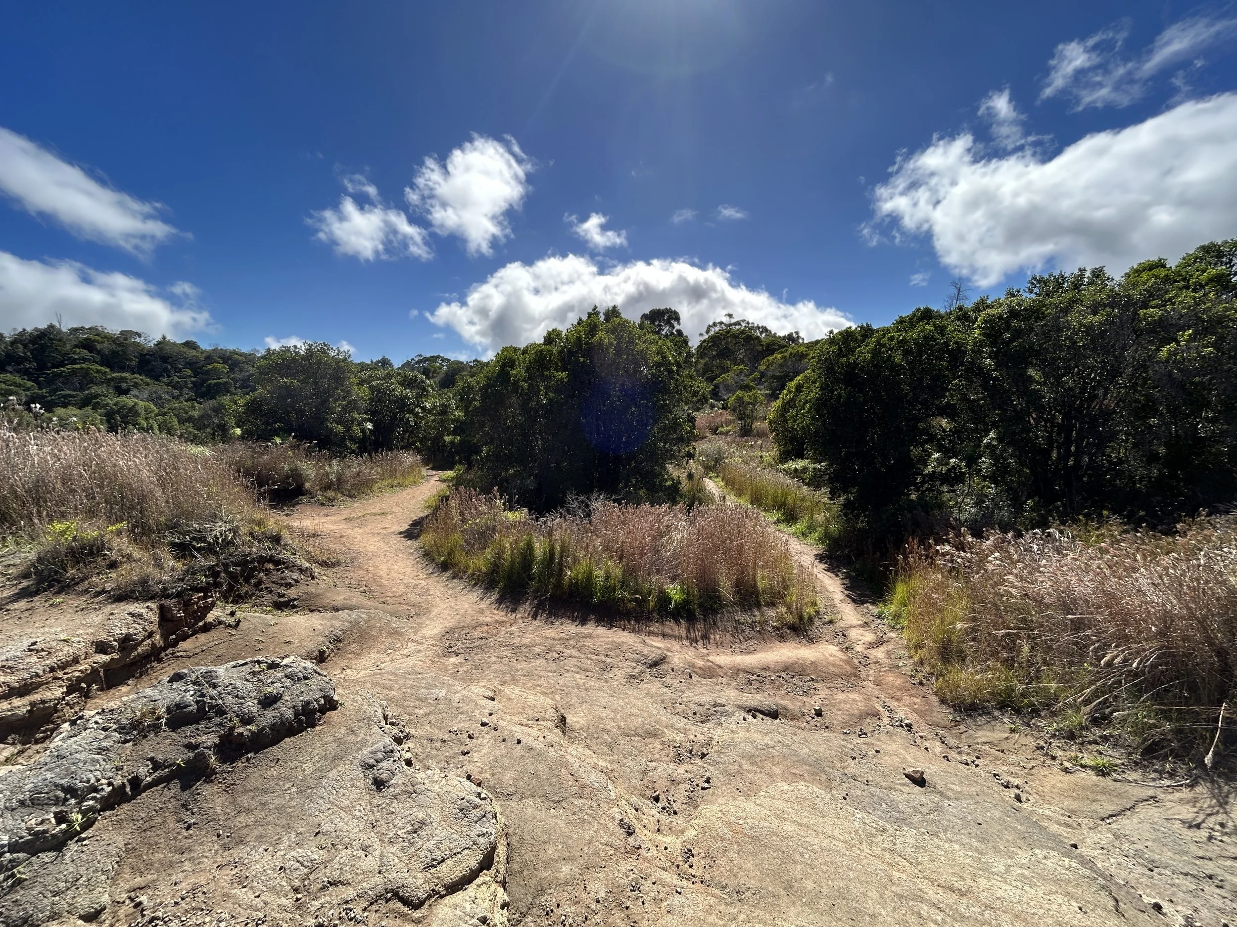 Hiking the Iliau Nature Loop Trail in the Waimea Canyon on Kauaʻi ...