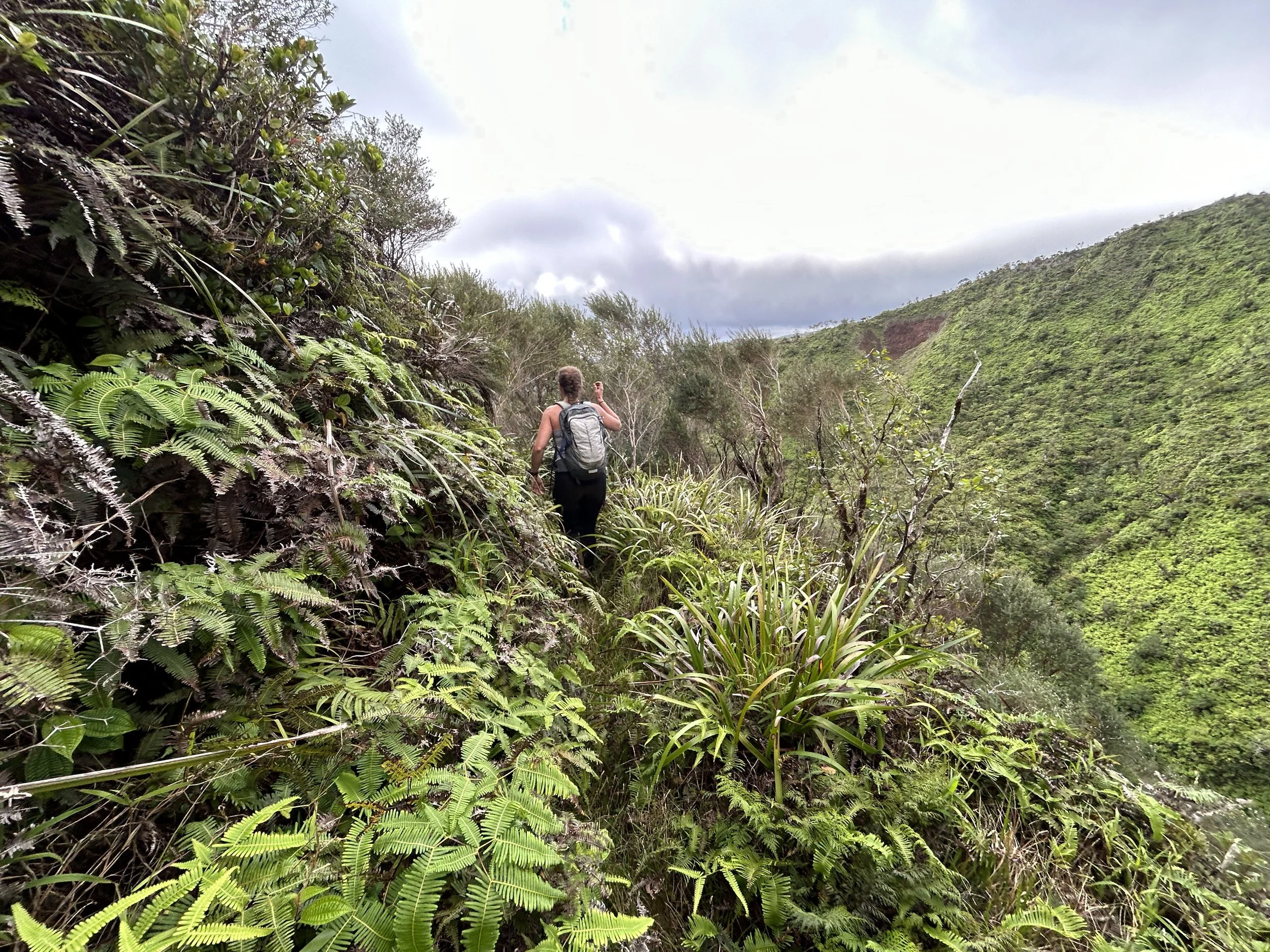 Hiking the Kīpapa Ridge Trail on Oʻahu, Hawaiʻi — noahawaii