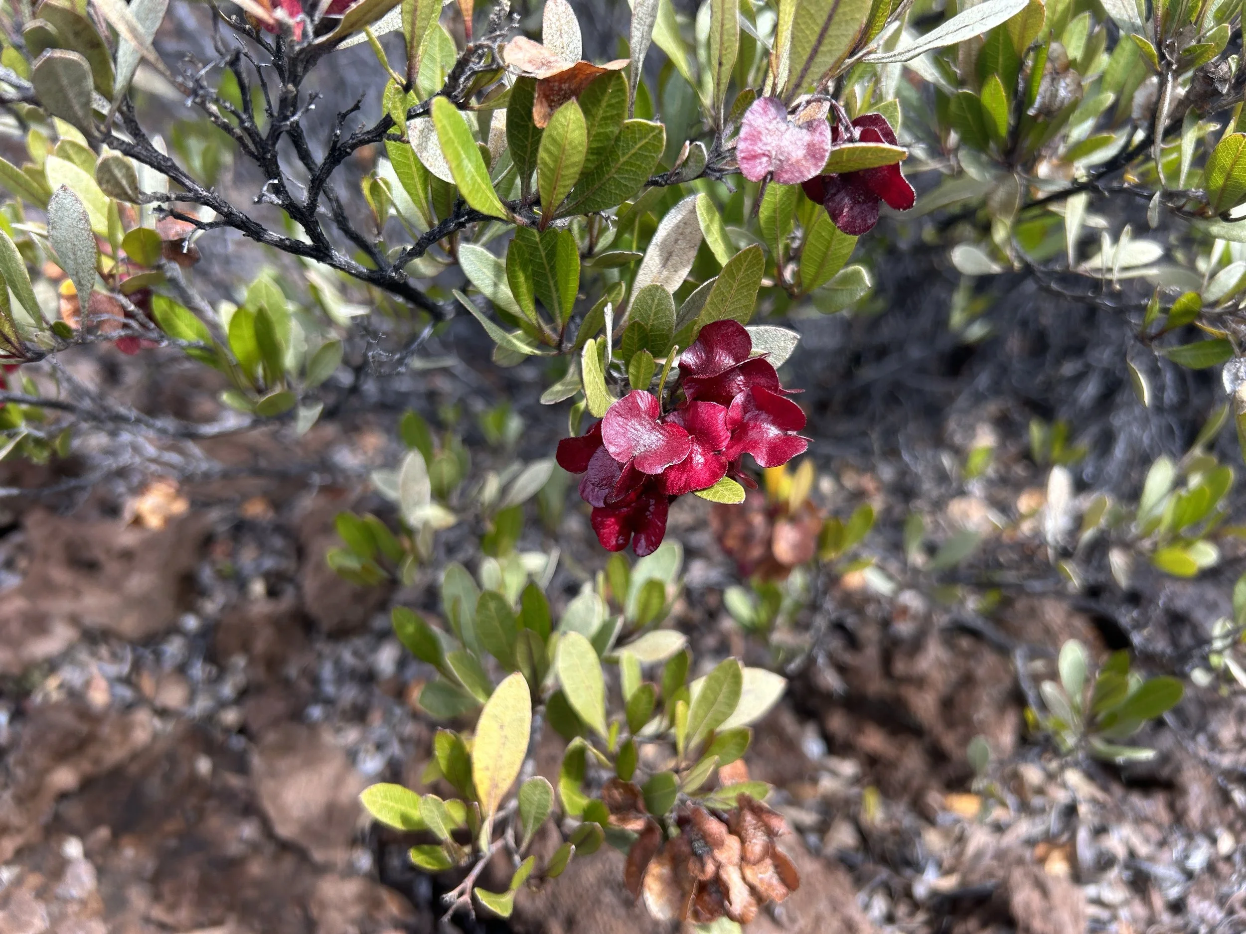 Native Hawaiian Plants: My Plant ID Guide — noahawaii