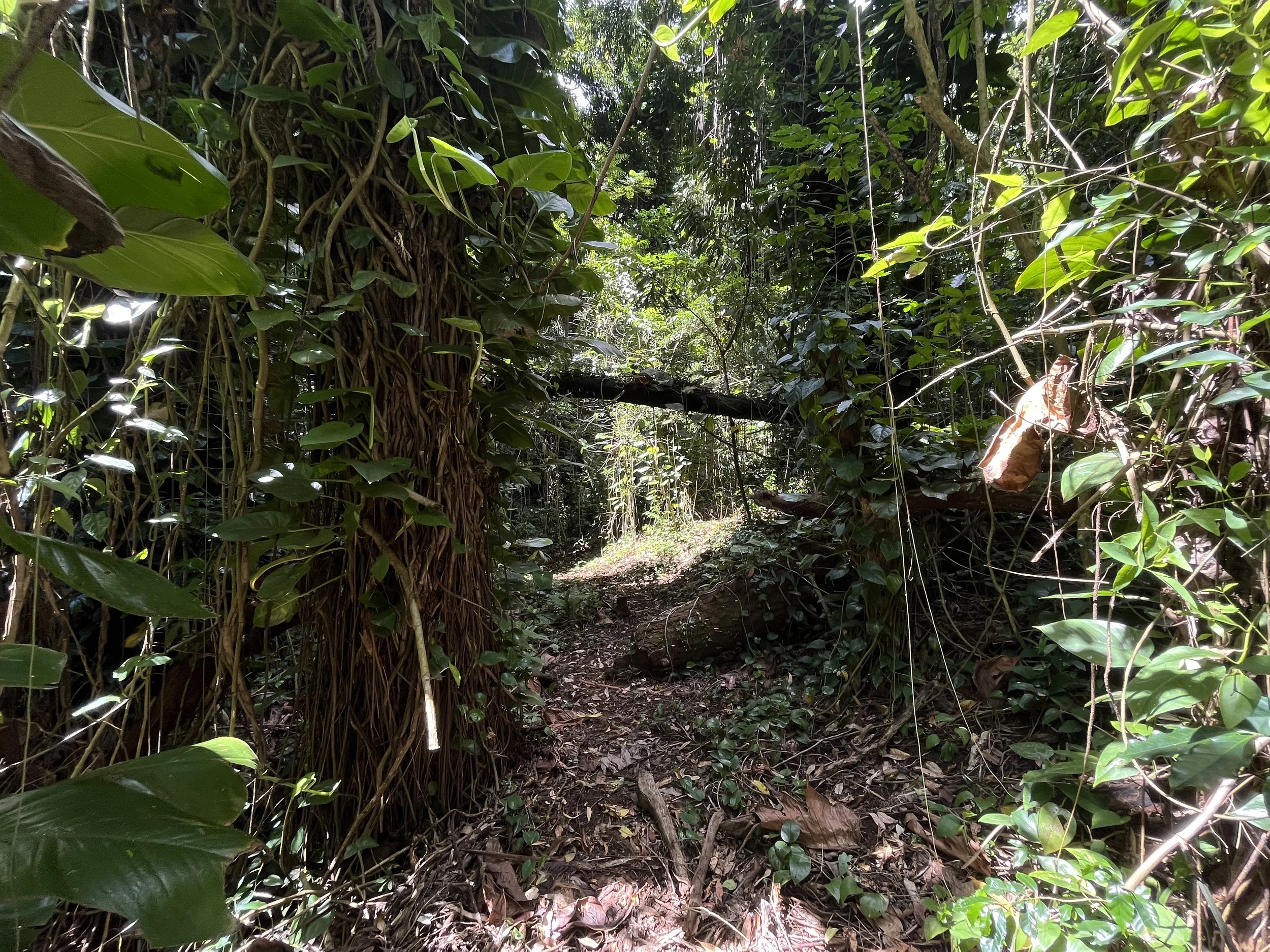 Hiking the Tantalus Arboretum Trail on Oʻahu, Hawaiʻi — noahawaii