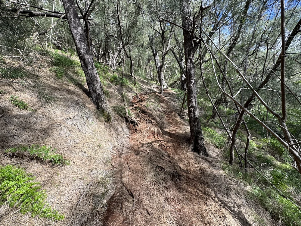 Hiking the Kapālama Ridge Trail to Puʻu Lanihuli on Oʻahu, Hawaiʻi ...