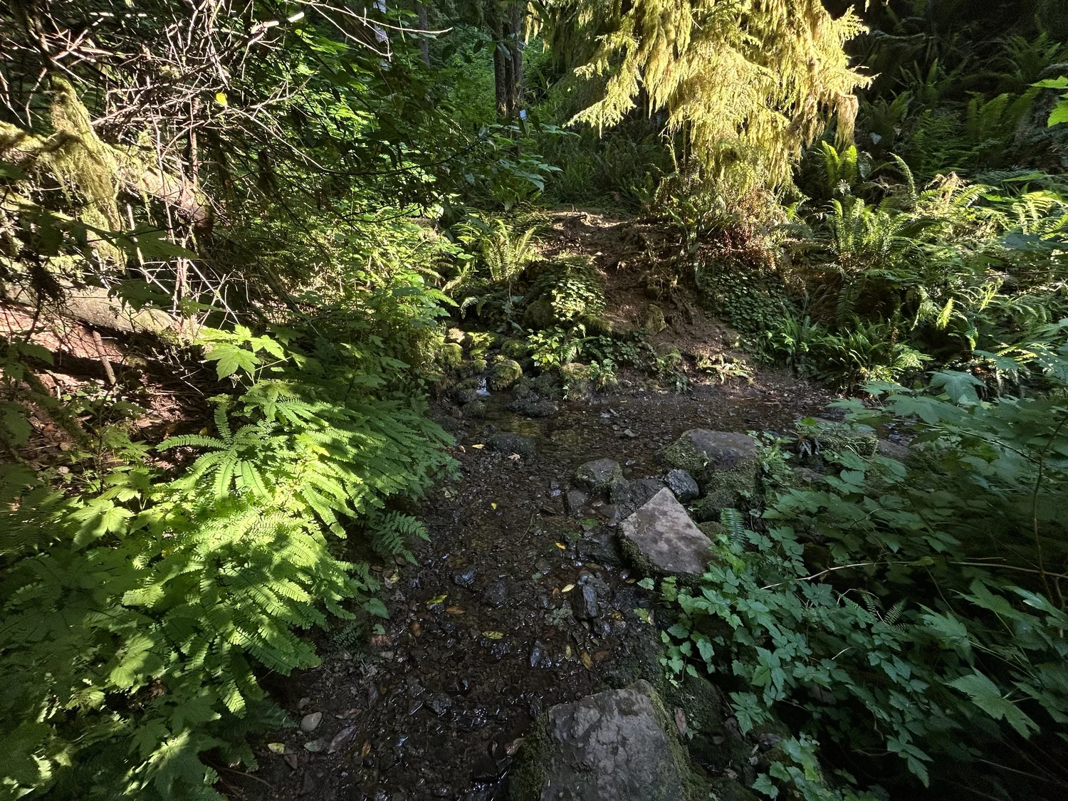 Hiking the Humbug Mountain Loop Trail on the Oregon Coast — noahawaii