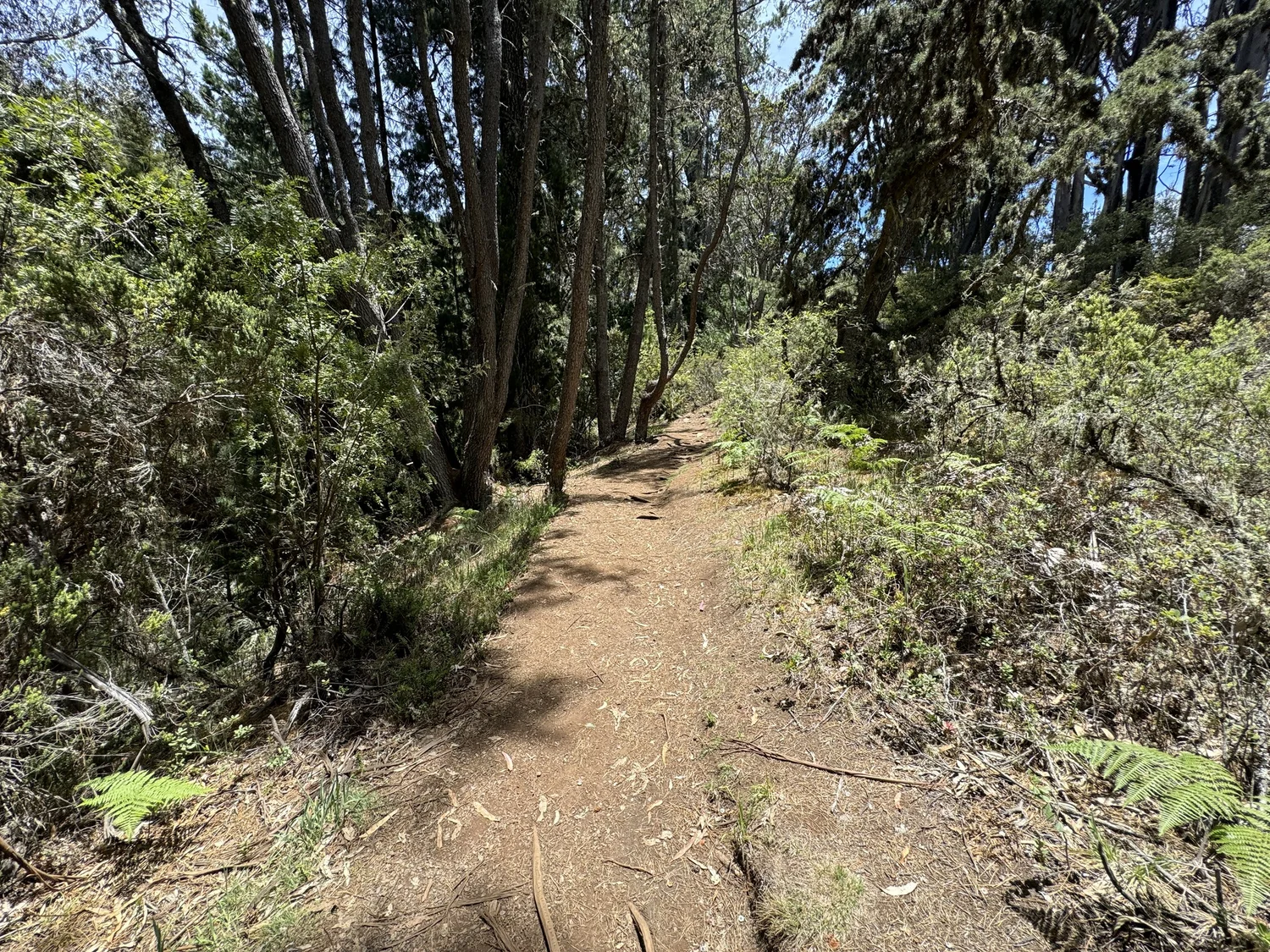 Hiking the Hosmer Grove Trail in Haleakalā National Park on Maui ...