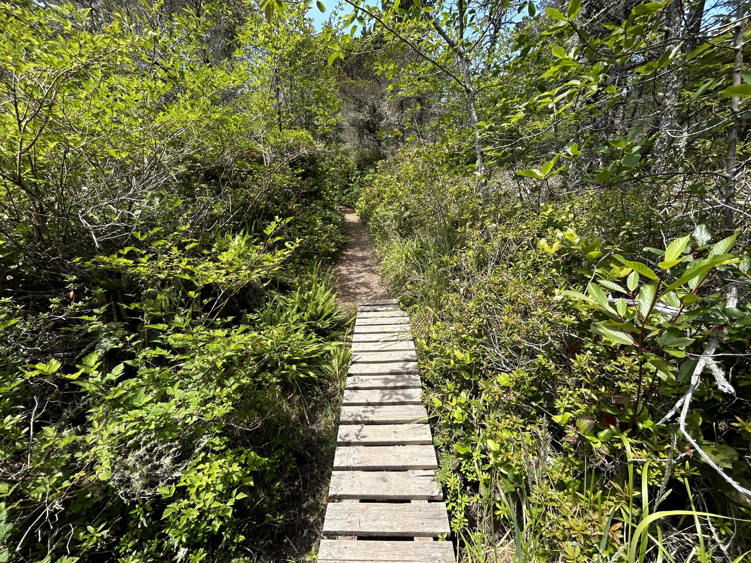Hiking the Blacklock Point Sea Cliffs Trail on the Oregon Coast — noahawaii