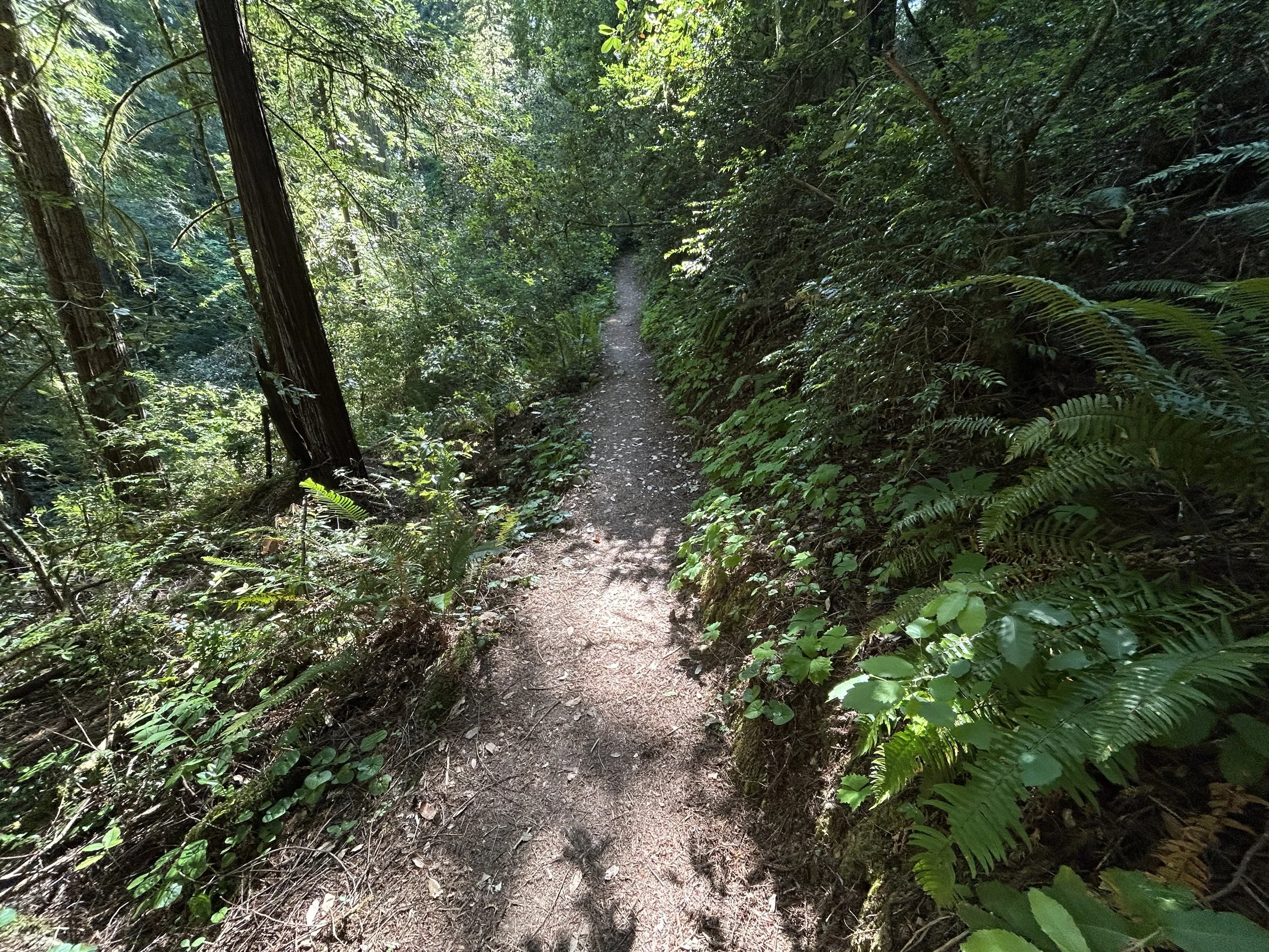 Hiking the Redwood Nature Trail on the Oregon Coast — noahawaii