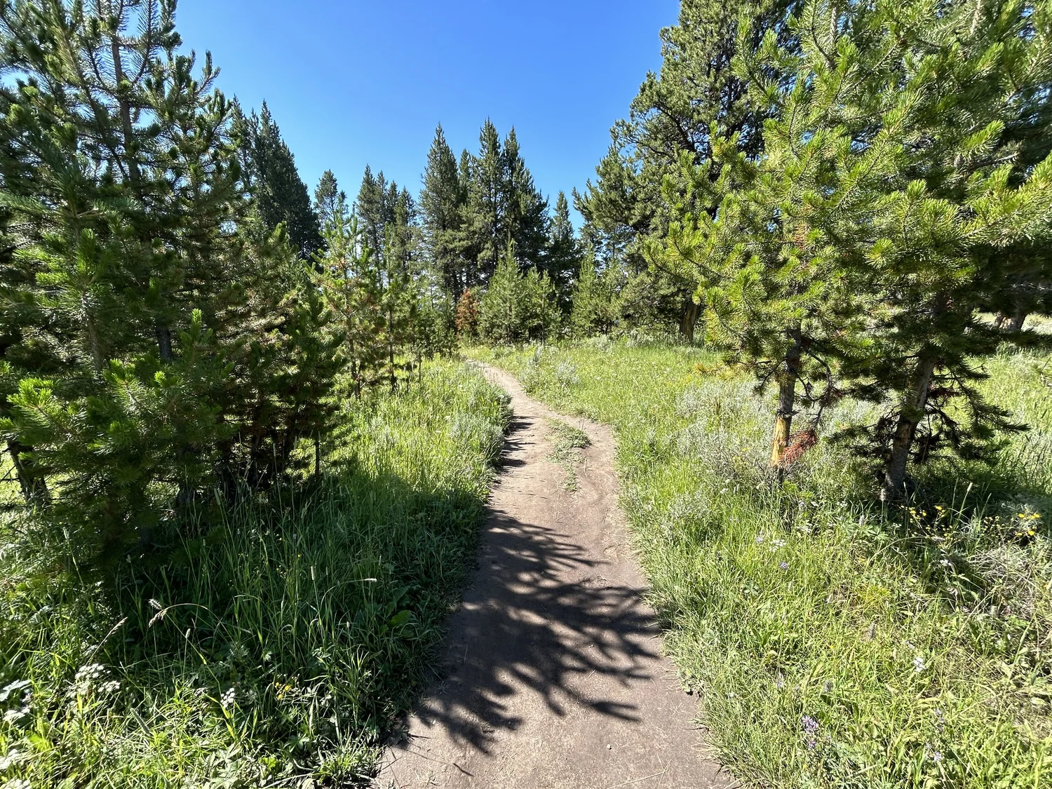 Hiking the Storm Point Trail in Yellowstone National Park — noahawaii