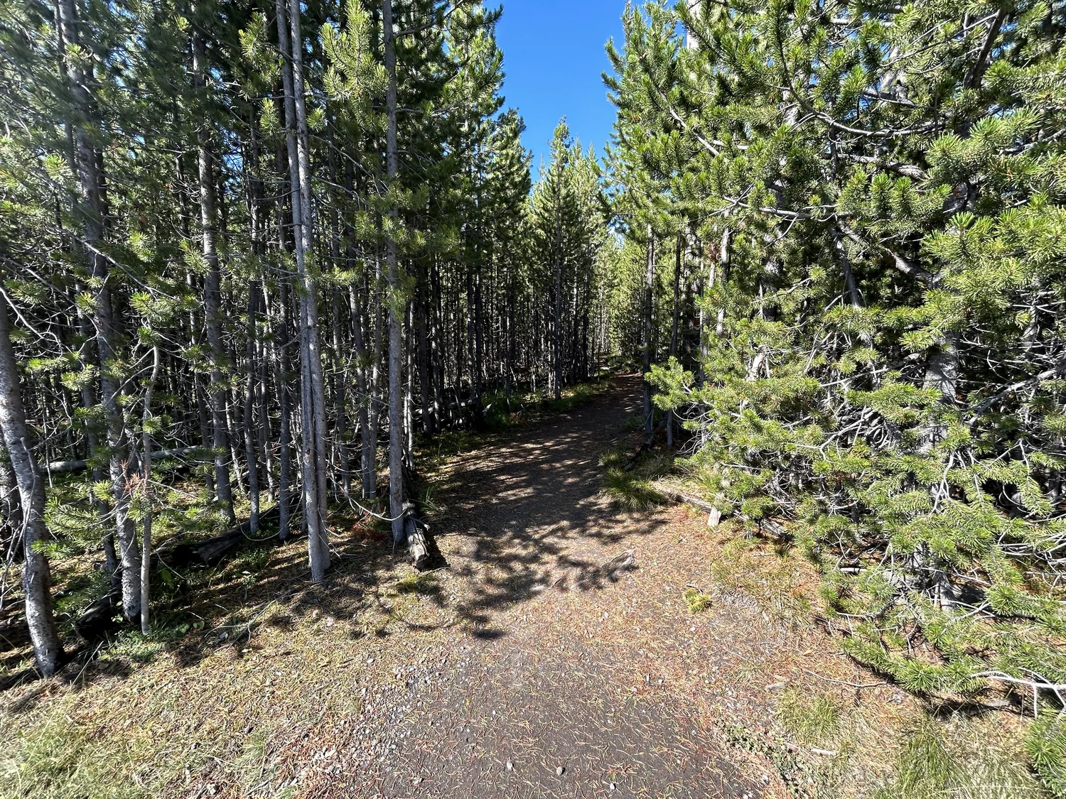 Hiking the Yellowstone Lake Overlook Trail in Yellowstone National Park ...