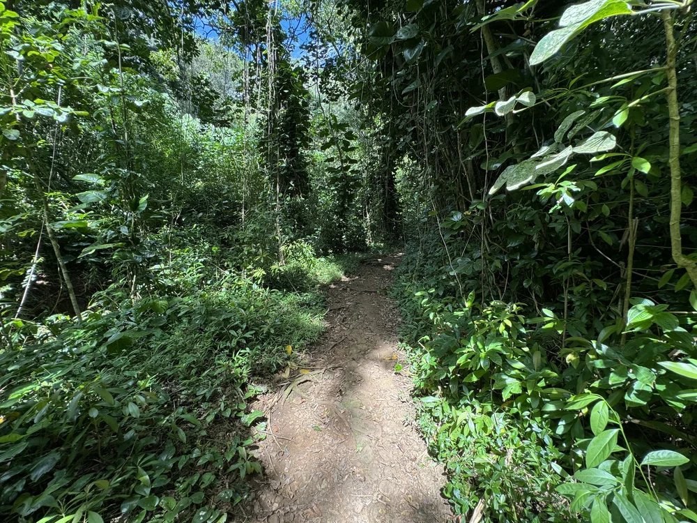 Hiking the Kolowalu Trail to Waʻahila Ridge on Oʻahu, Hawaiʻi — noahawaii