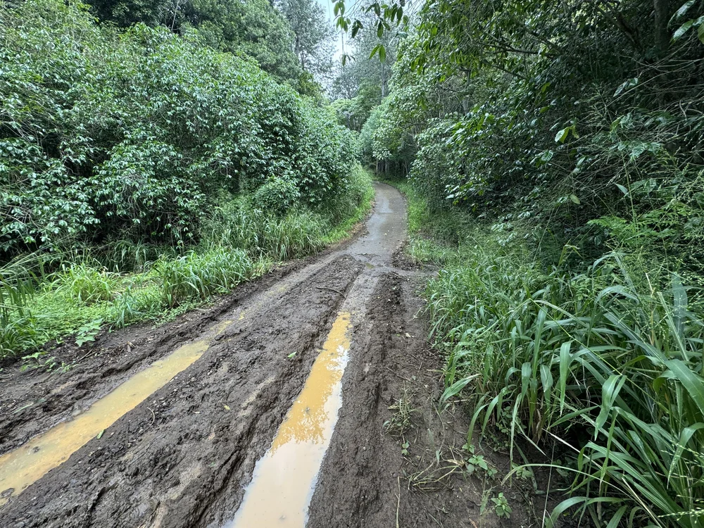 Hiking Mt. Kaʻala: The Tallest Peak on Oʻahu, Hawaiʻi — noahawaii