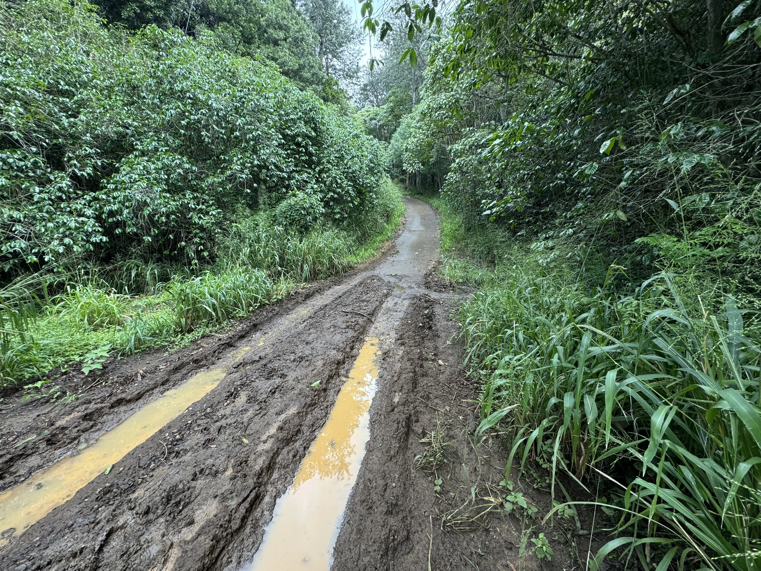 Hiking Mt. Kaʻala: The Tallest Peak on Oʻahu, Hawaiʻi — noahawaii