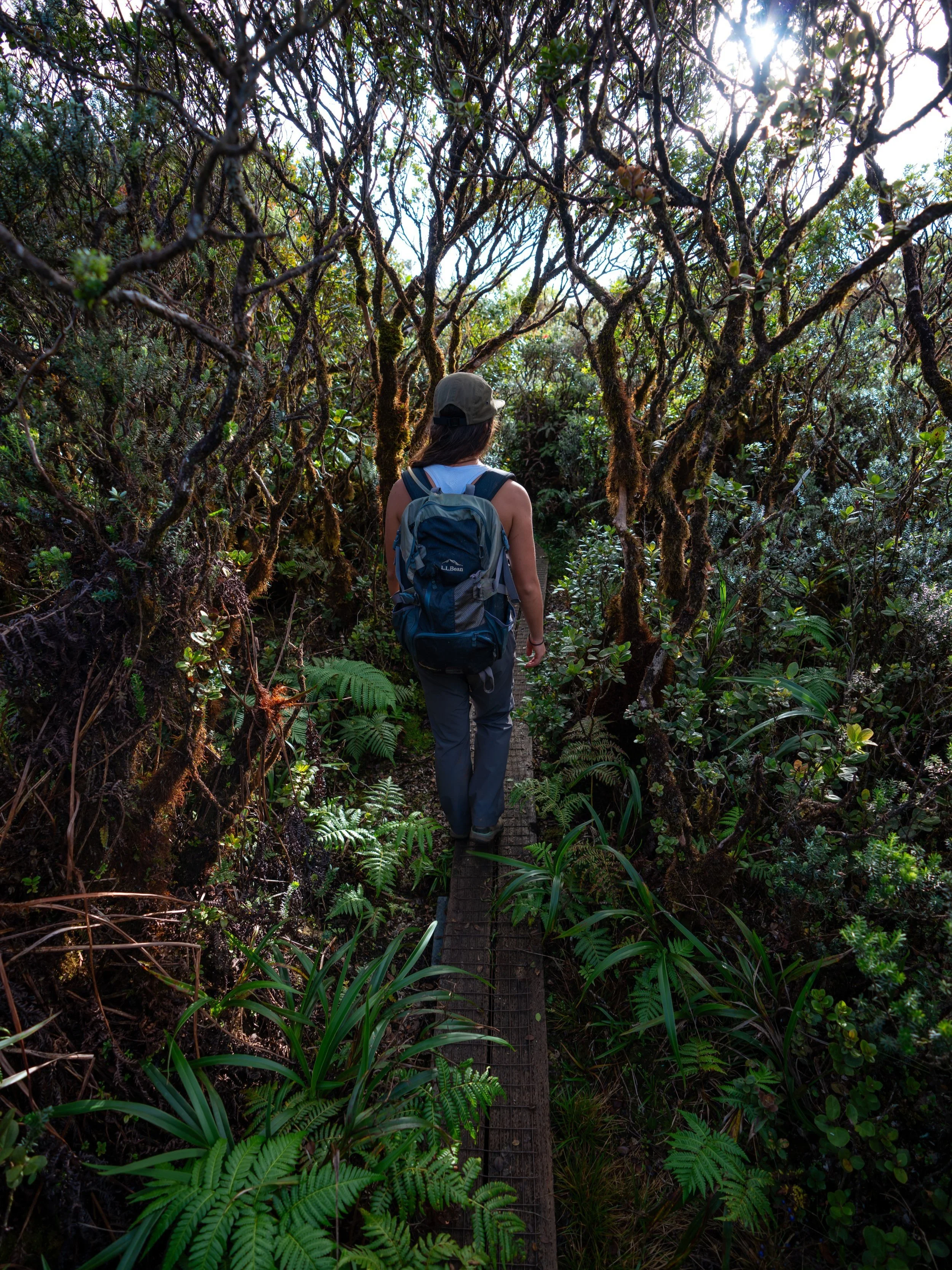 Hiking Mt. Kaʻala: The Tallest Peak on Oʻahu, Hawaiʻi — noahawaii