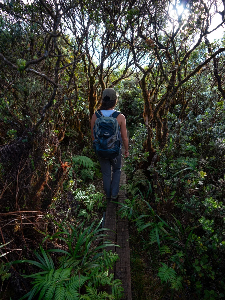Hiking Mt. Kaʻala: The Tallest Peak on Oʻahu, Hawaiʻi — noahawaii