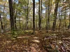 Hiking the Little Moose Pond Loop Trail in Greenville, Maine — noahawaii