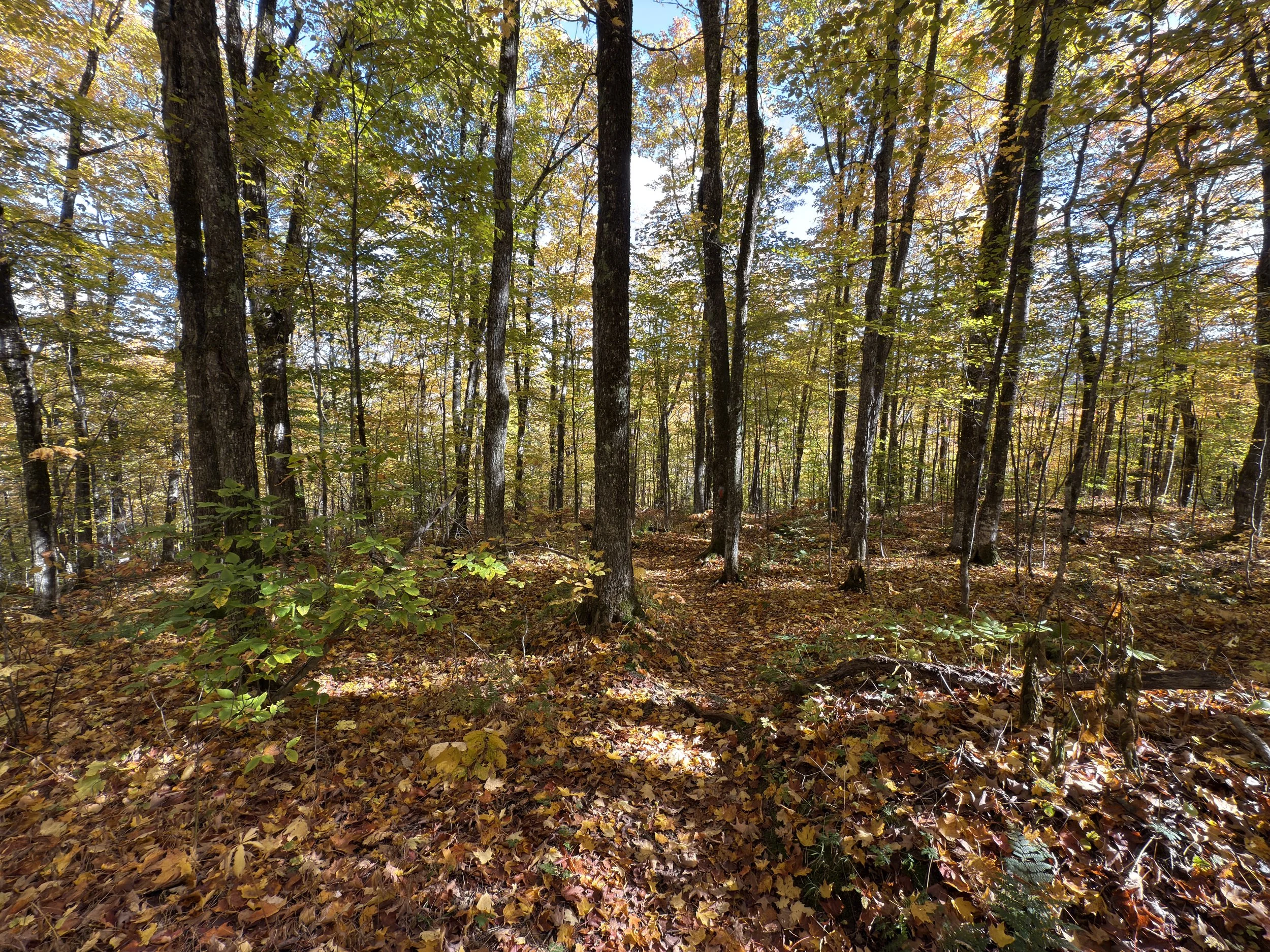 Hiking the Little Moose Pond Loop Trail in Greenville, Maine — noahawaii