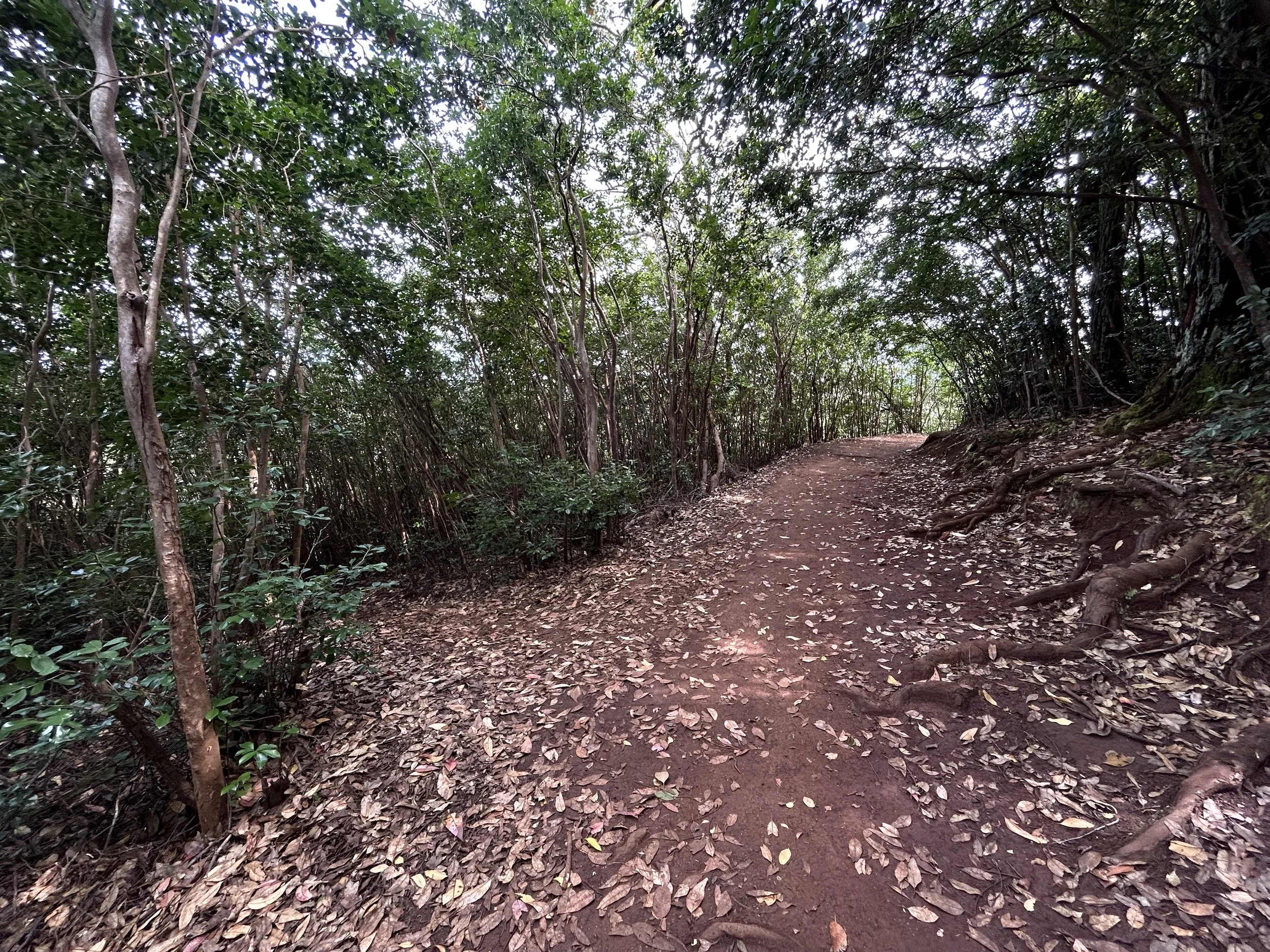 Hiking the Kalauao Falls Loop Trail on Oʻahu, Hawaiʻi — noahawaii