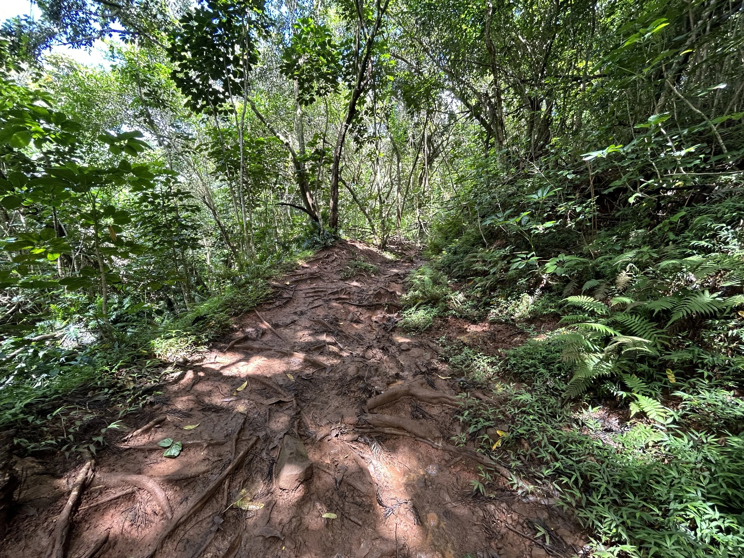 Hiking the Mt. Olomana Trail (Three Peaks) on Oʻahu, Hawaiʻi — noahawaii