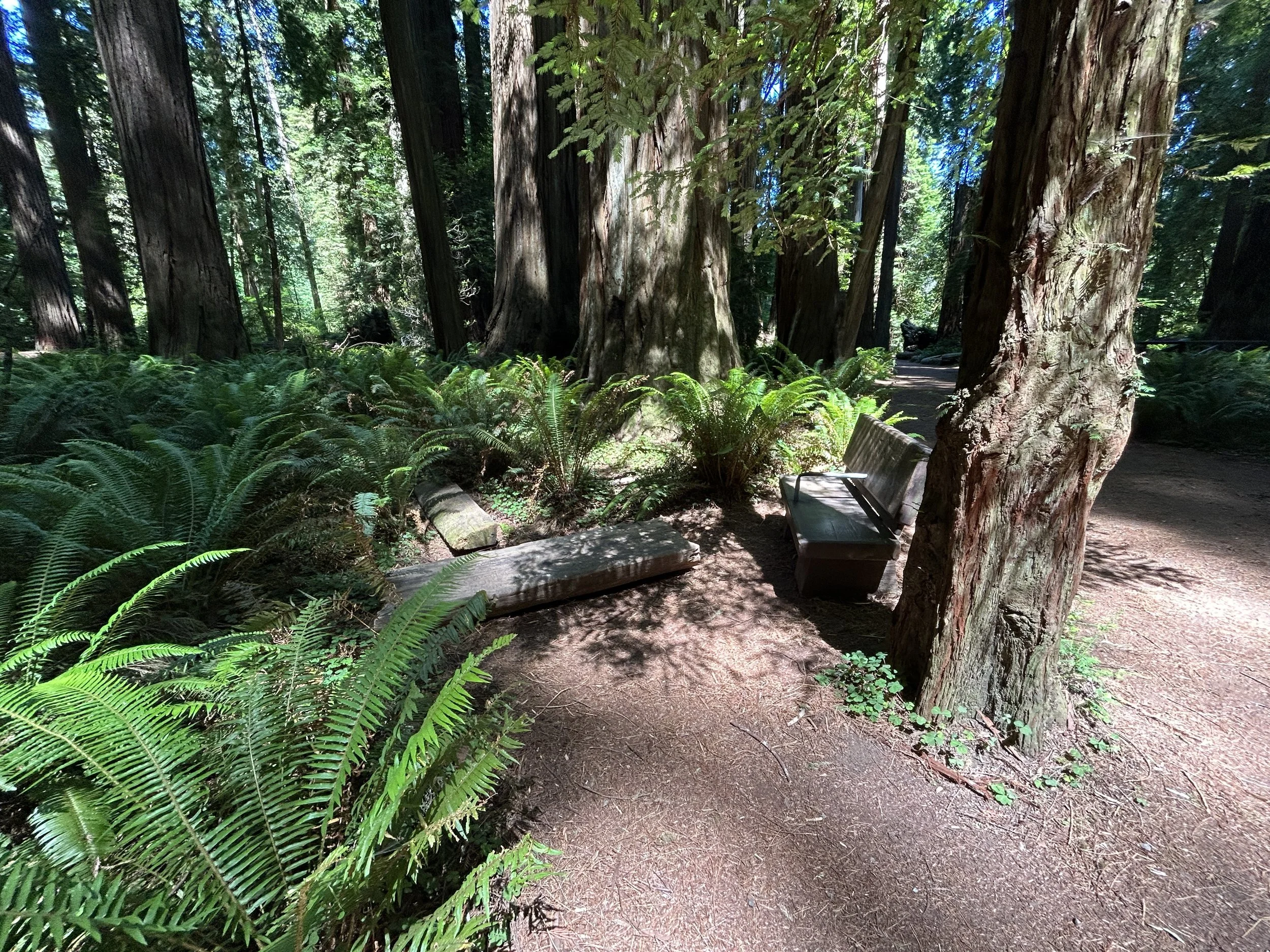 Hiking the Stout Memorial Grove Trail in Jedediah Smith Redwoods State ...
