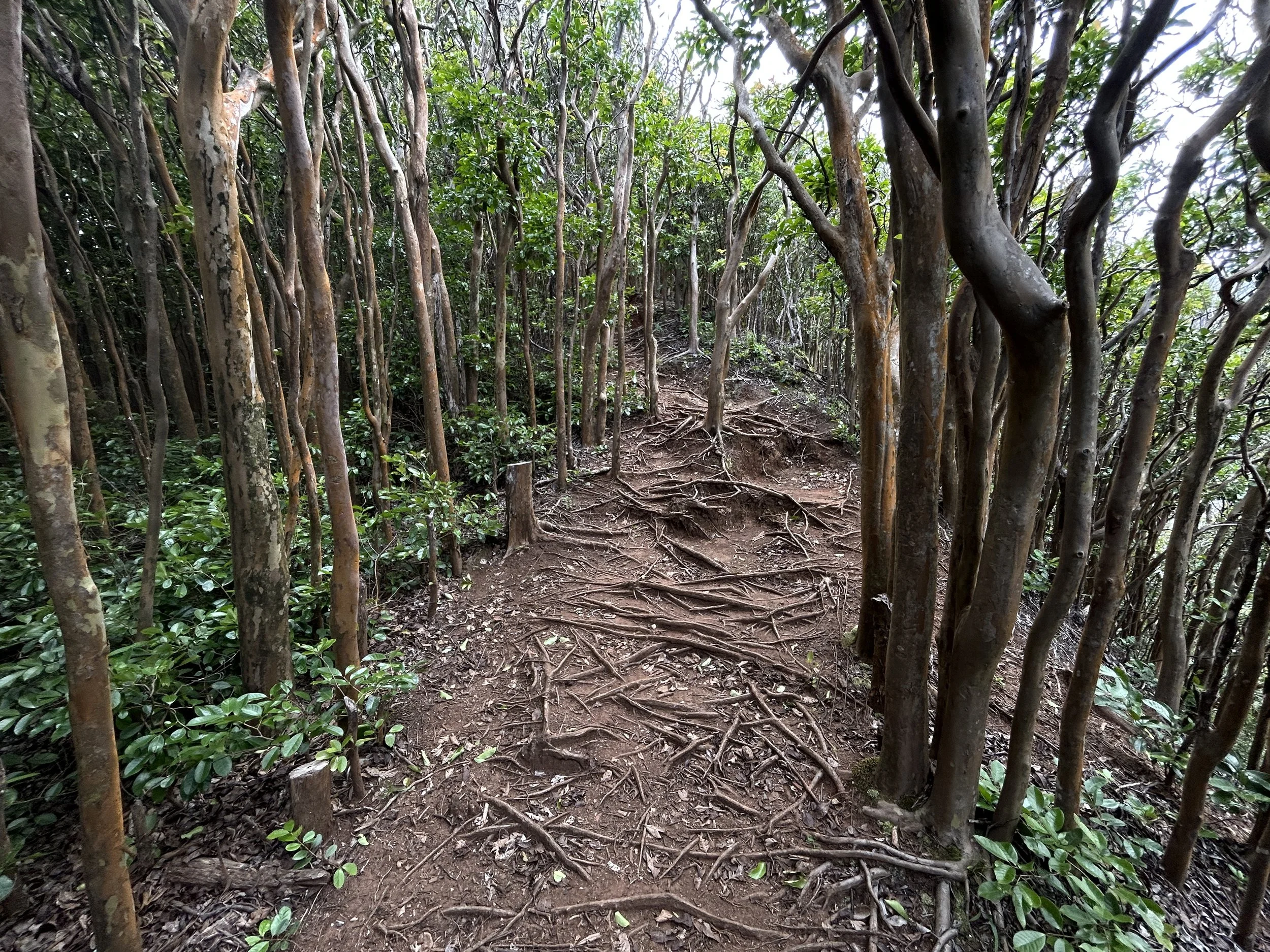 Hiking the Hawaiʻi Loa Ridge Trail on Oʻahu, Hawaiʻi — noahawaii