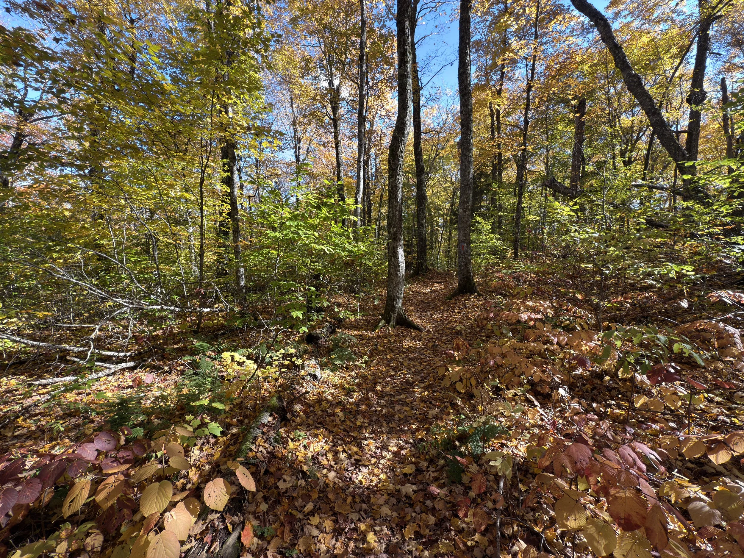 Hiking the Little Moose Pond Loop Trail in Greenville, Maine — noahawaii