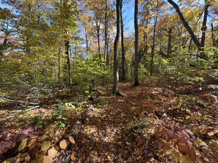 Hiking the Little Moose Pond Loop Trail in Greenville, Maine — noahawaii