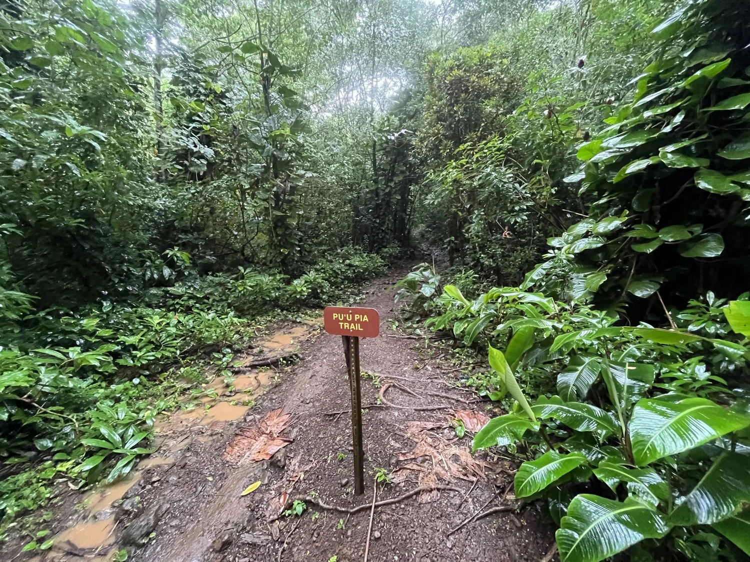 Hiking the Kolowalu Trail to Waʻahila Ridge on Oʻahu — noahawaii