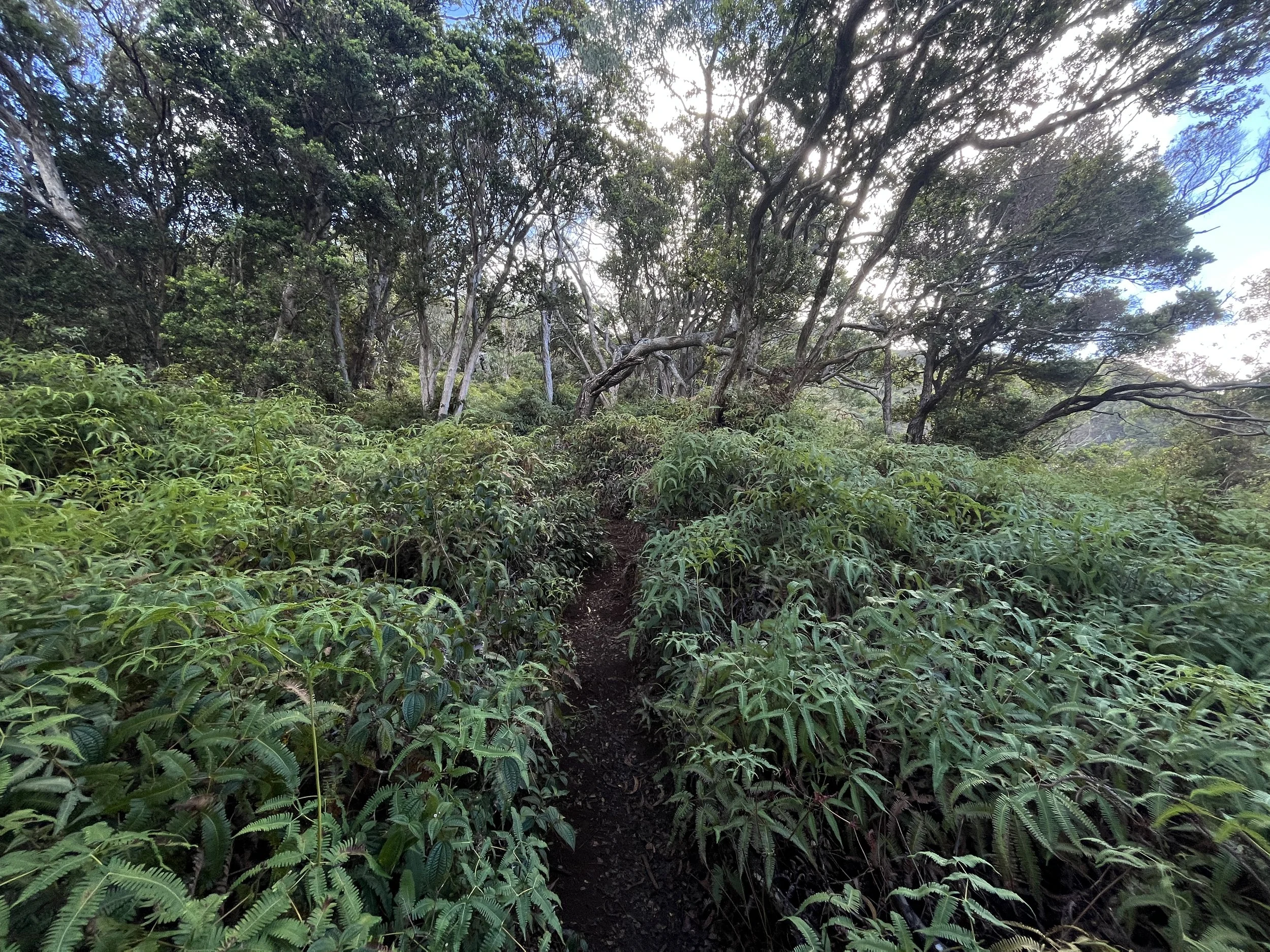 Hiking the Mt. Kaʻala Trail: The Tallest Point on Oʻahu — noahawaii