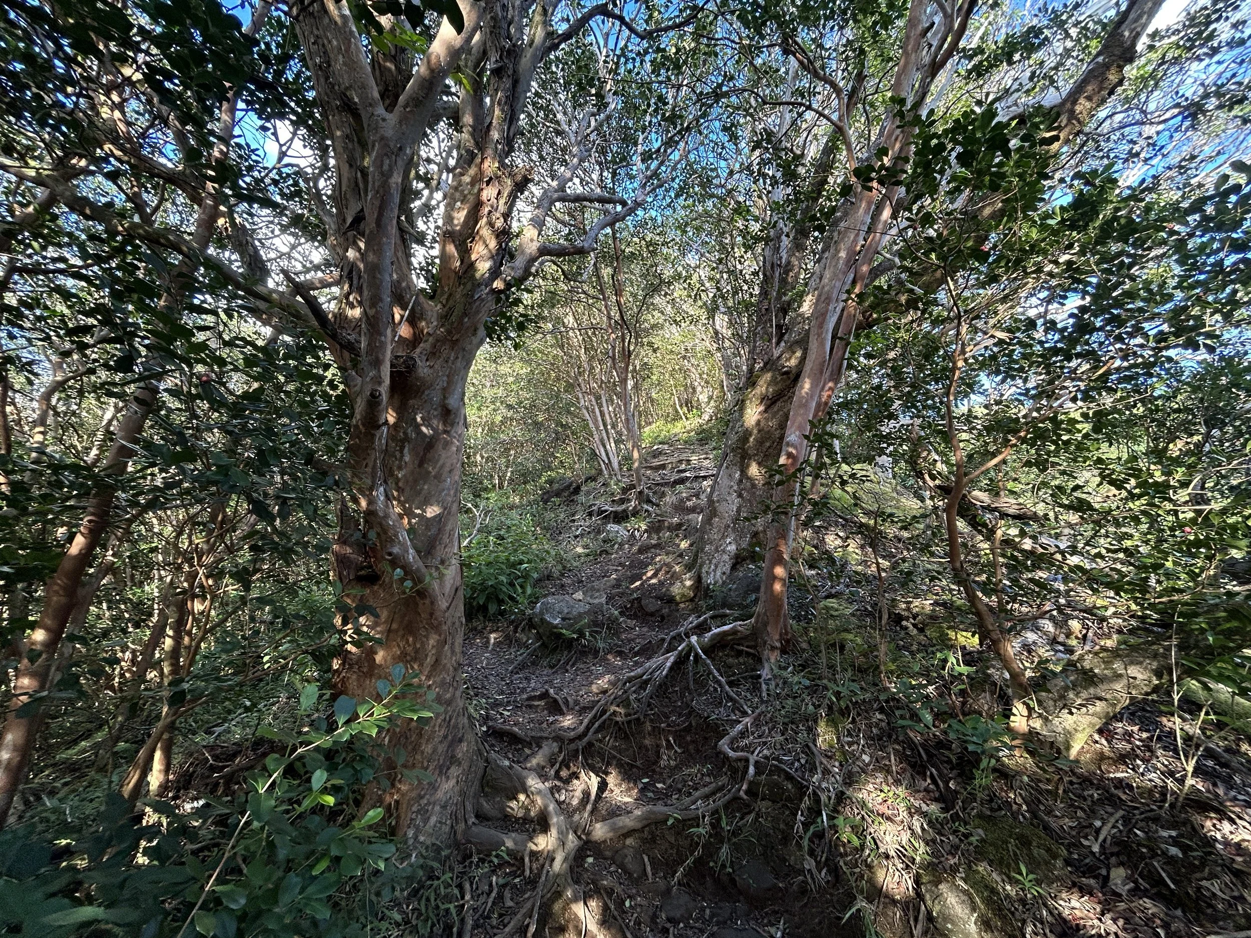 Hiking the Kolowalu Trail to Waʻahila Ridge on Oʻahu — noahawaii