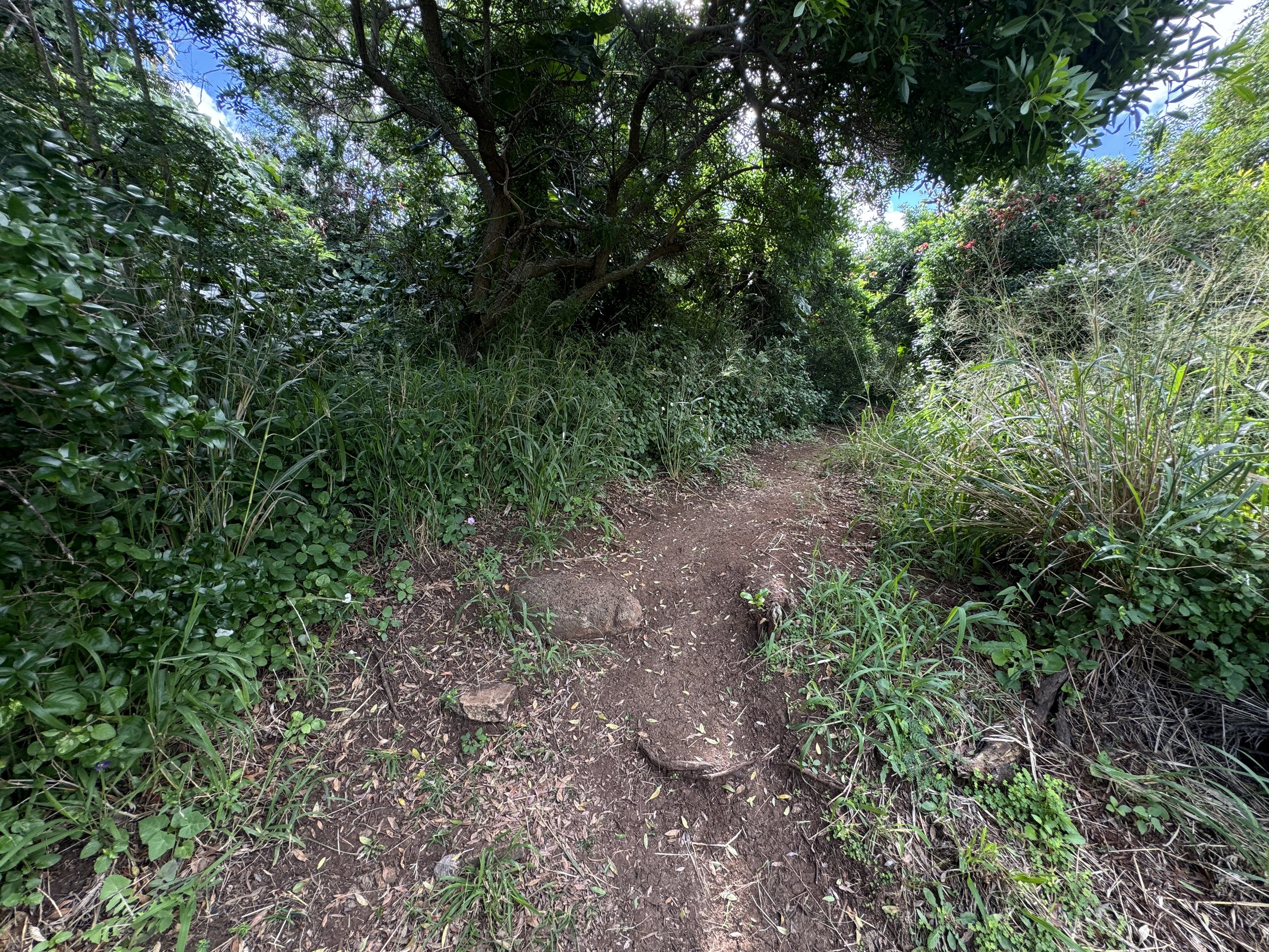 Hiking the Kapālama Ridge Trail to Puʻu Lanihuli on Oʻahu, Hawaiʻi ...