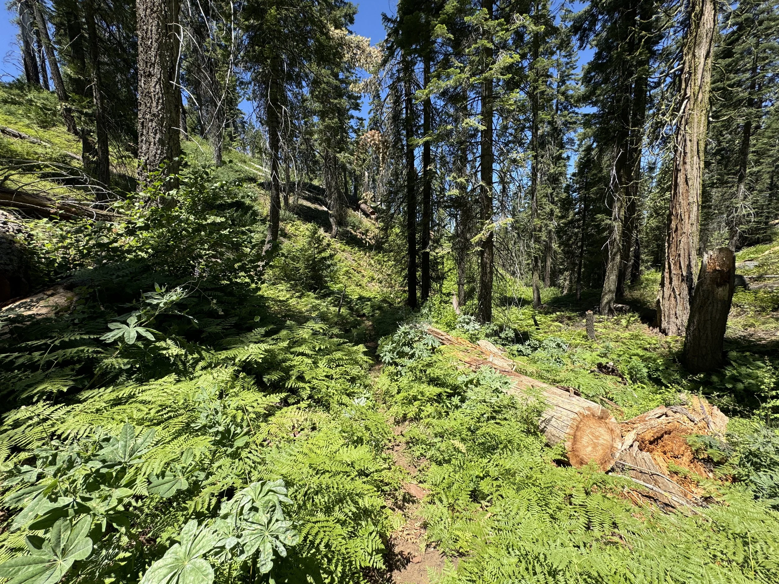 Hiking the North Boundary-Lone Pine Loop Trail in Kings Canyon National ...