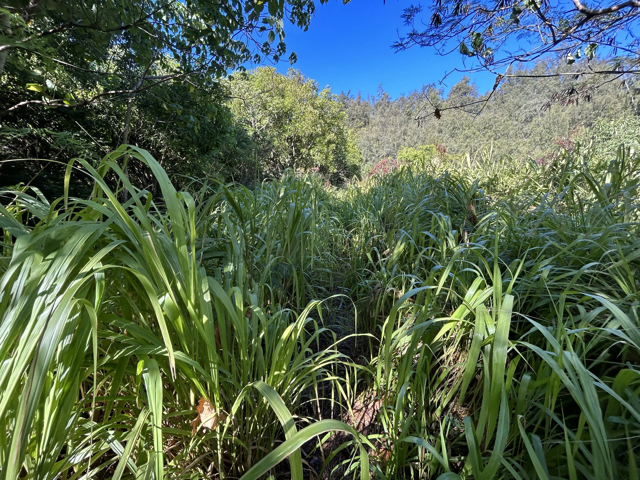 Hiking the Kōloa Gulch Trail on Oʻahu, Hawaiʻi — noahawaii