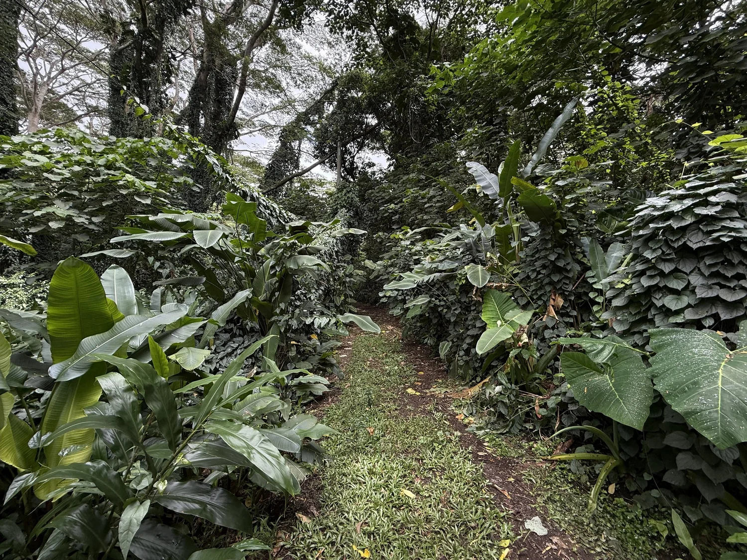 Hiking the Mānoa Middle Ridge Trail on Oʻahu, Hawaiʻi — noahawaii