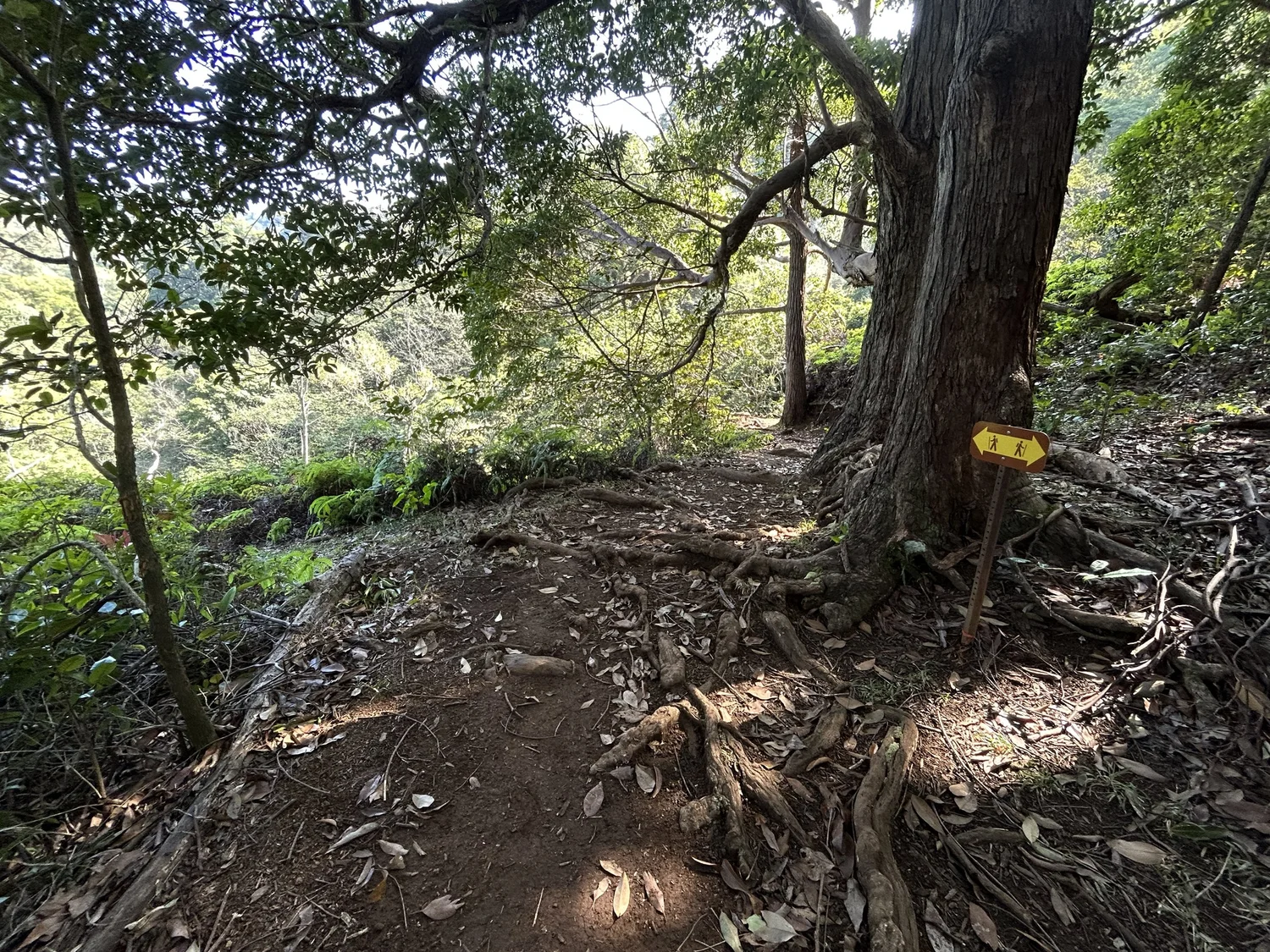 Hiking the Kaunala Loop Trail on Oʻahu’s North Shore — noahawaii