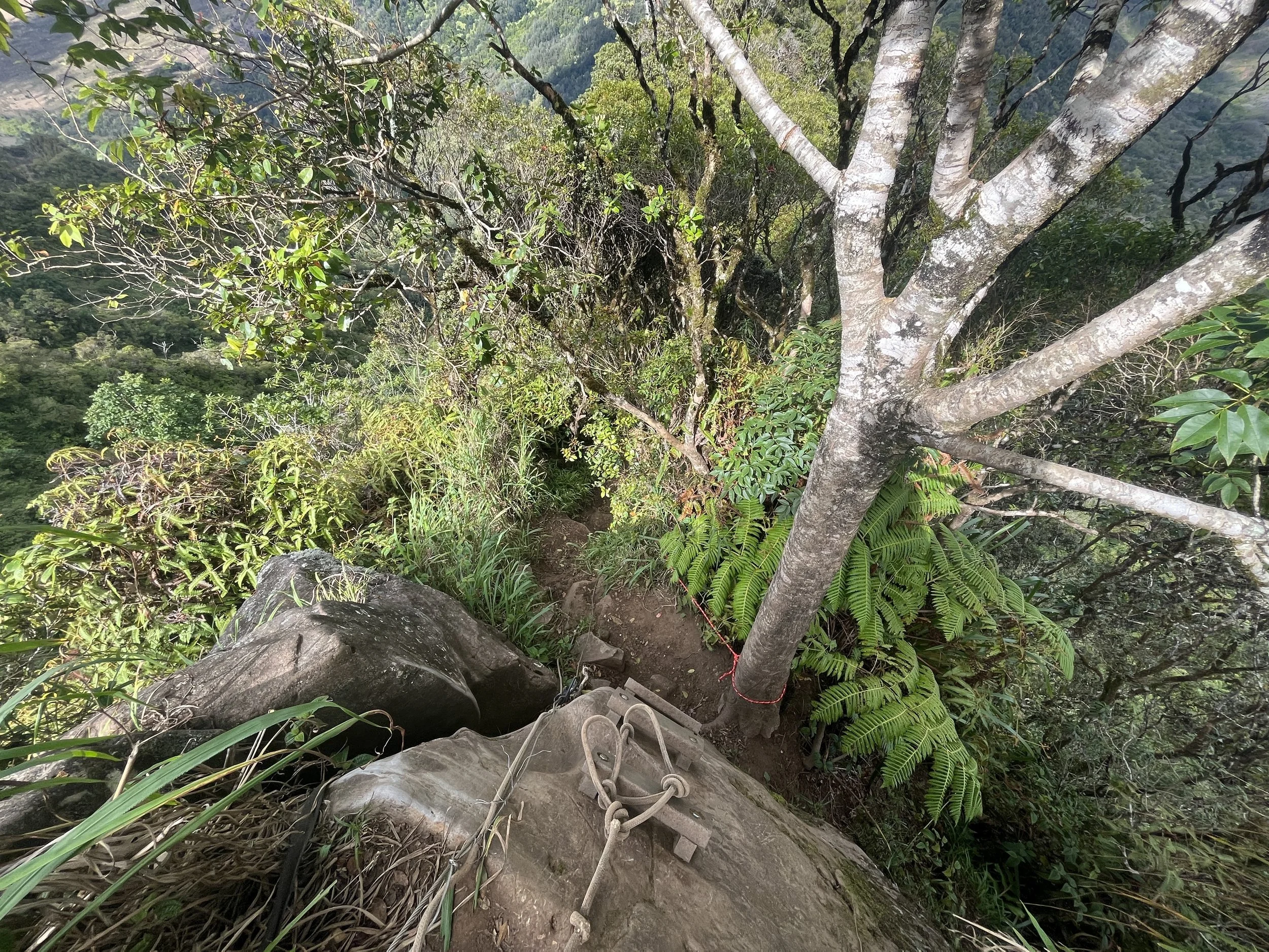Hiking the Mt. Kaʻala Trail: The Tallest Point on Oʻahu — noahawaii