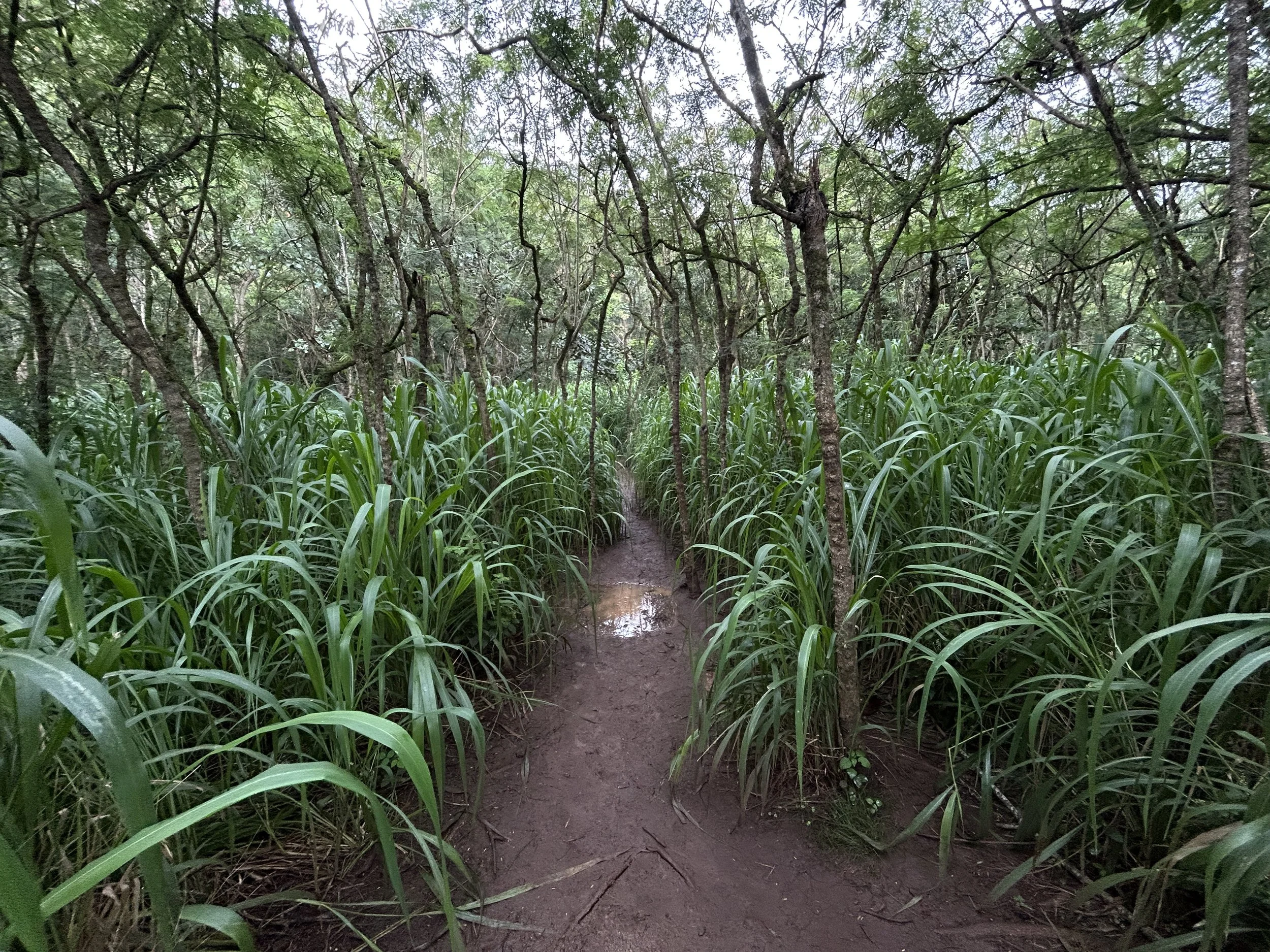 Hiking the ʻEhukai Pillbox Trail on Oʻahu — noahawaii