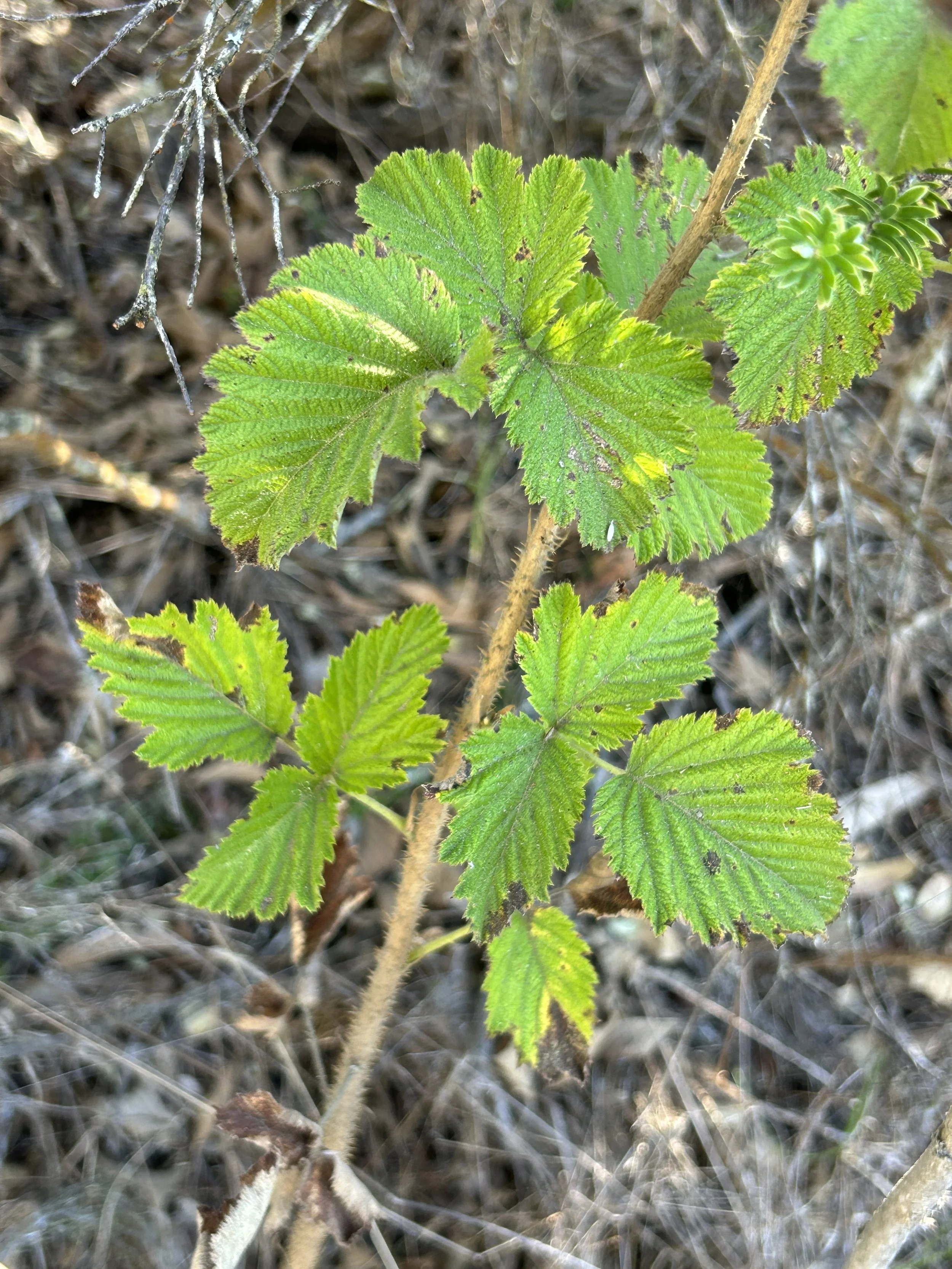 Native Hawaiian Plants: My Plant ID Guide — noahawaii