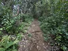 Hiking the Kolowalu Trail to Waʻahila Ridge on Oʻahu, Hawaiʻi — noahawaii
