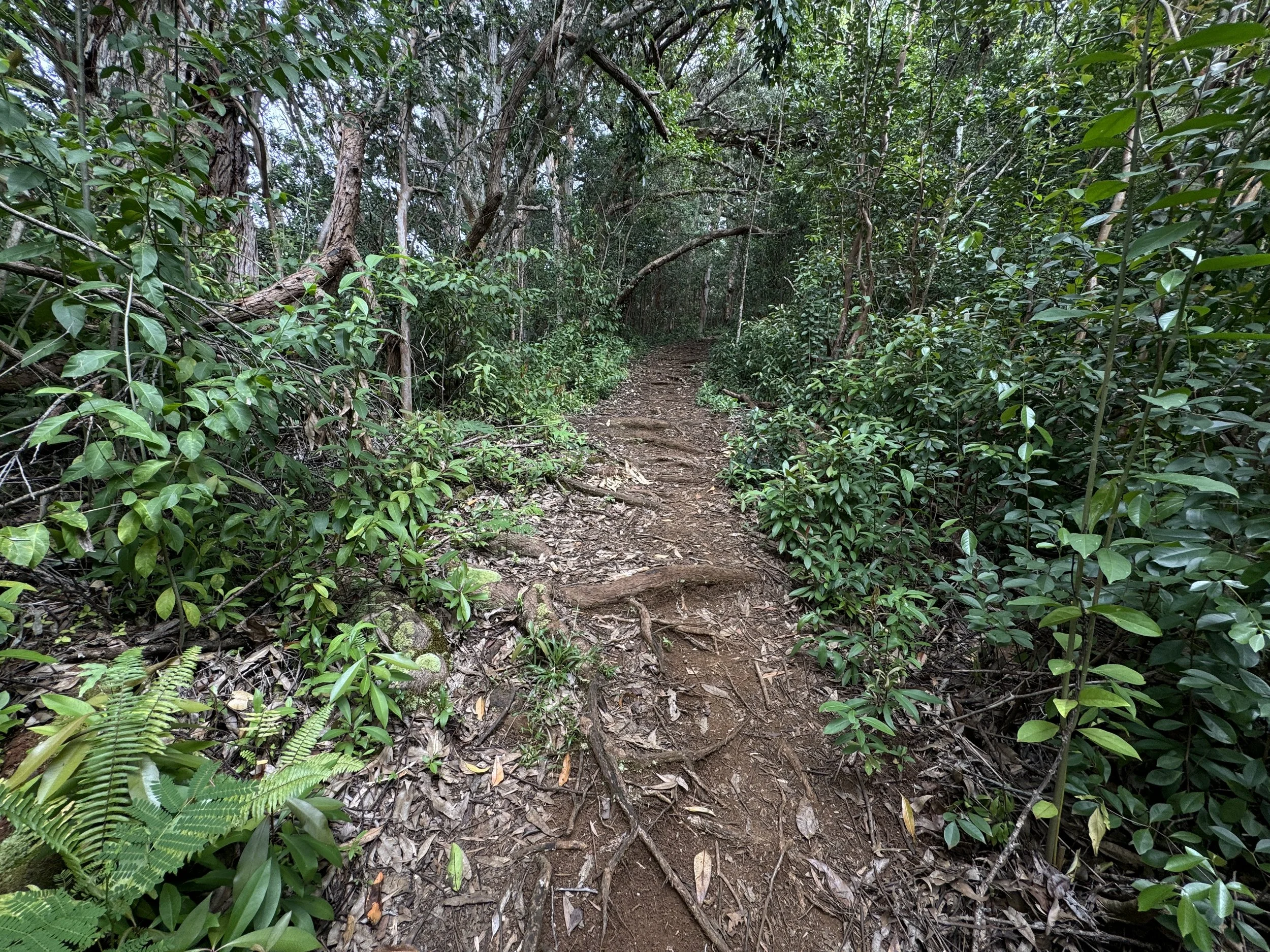 Hiking the Kolowalu Trail to Waʻahila Ridge on Oʻahu, Hawaiʻi — noahawaii