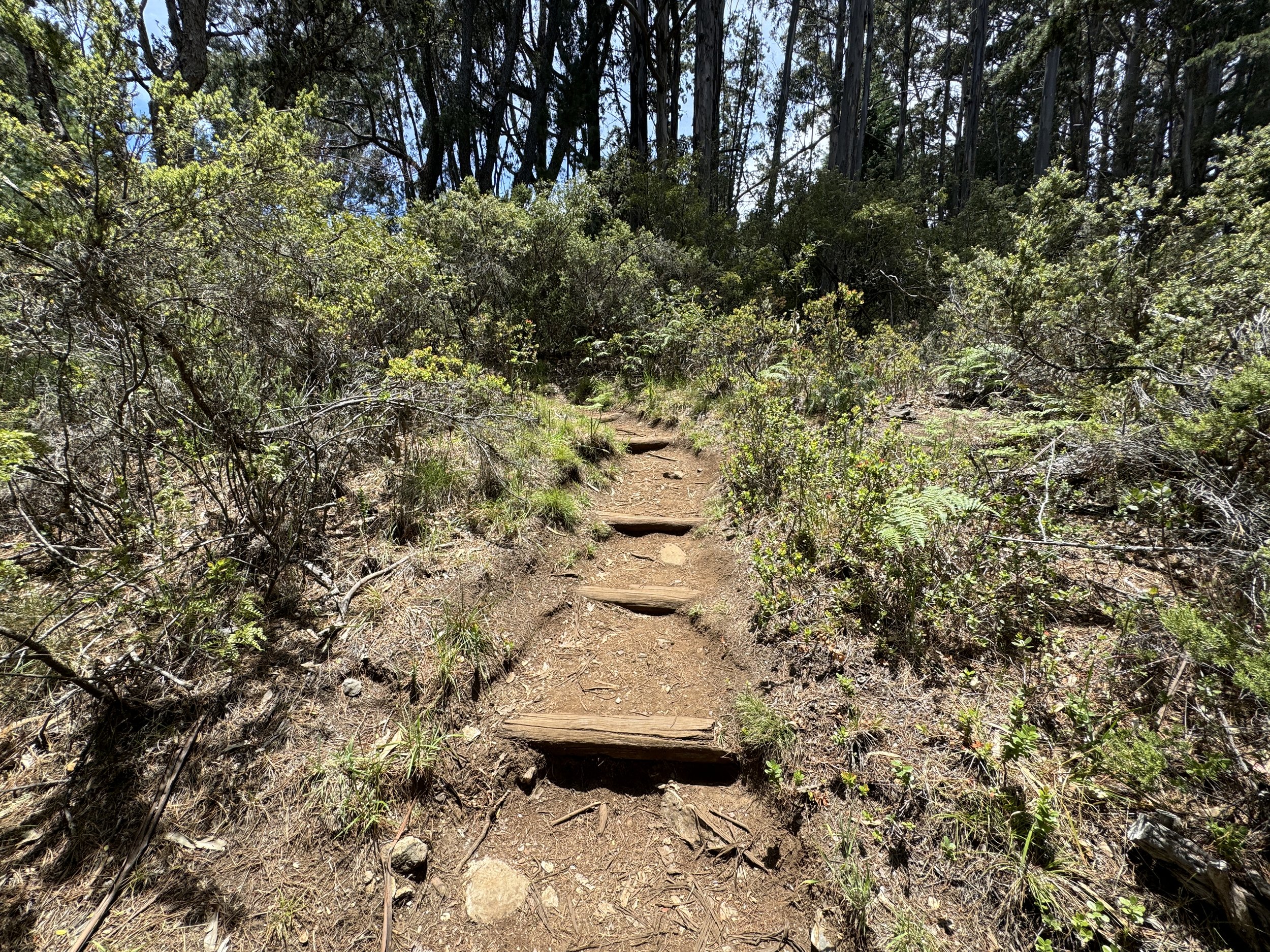 Hiking the Hosmer Grove Trail in Haleakalā National Park on Maui ...