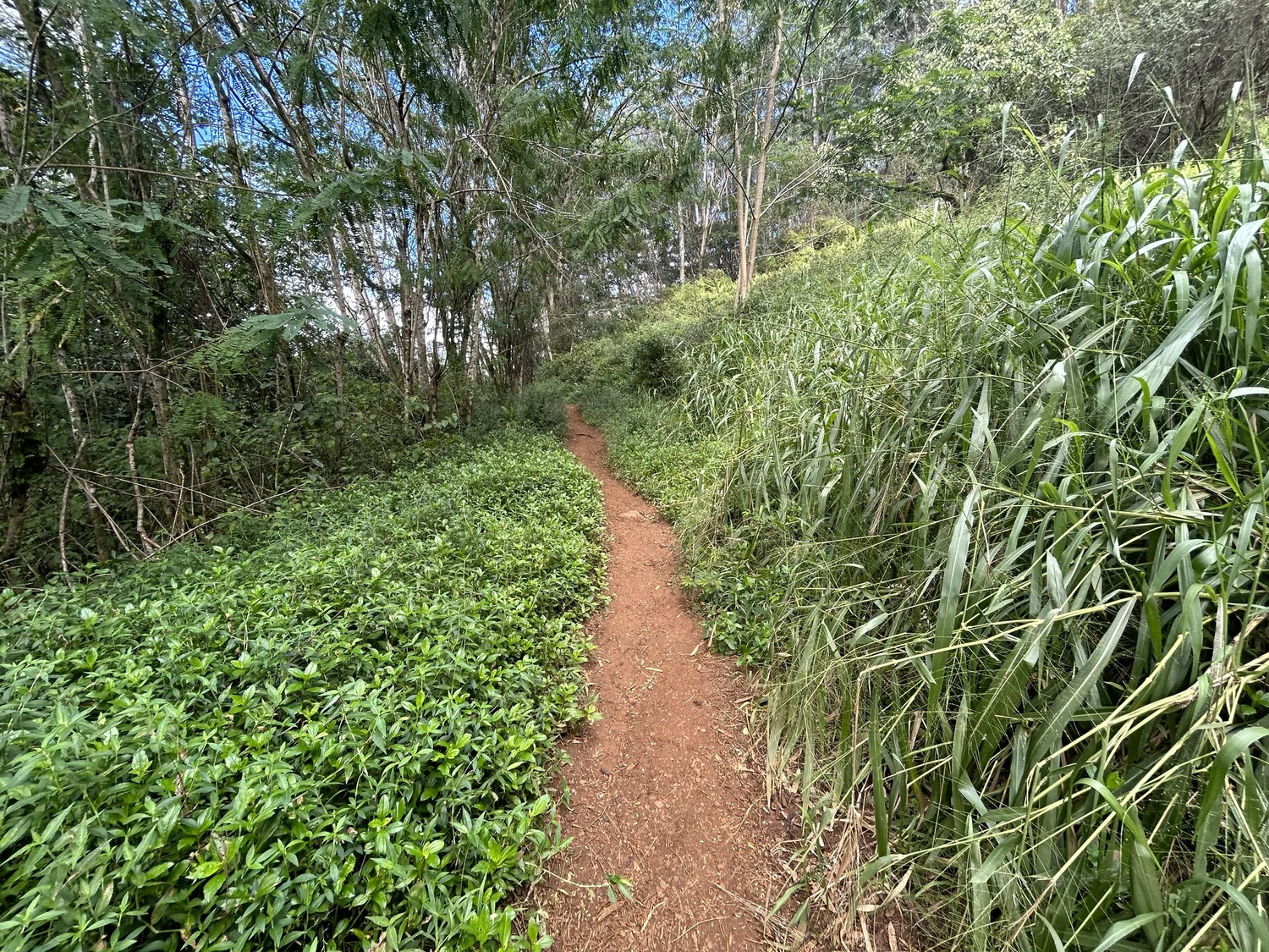 Hiking the Kuilau Ridge Trail on Kauaʻi, Hawaiʻi — noahawaii