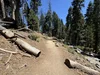 Hiking the Big Stump Loop Trail in Kings Canyon National Park — noahawaii