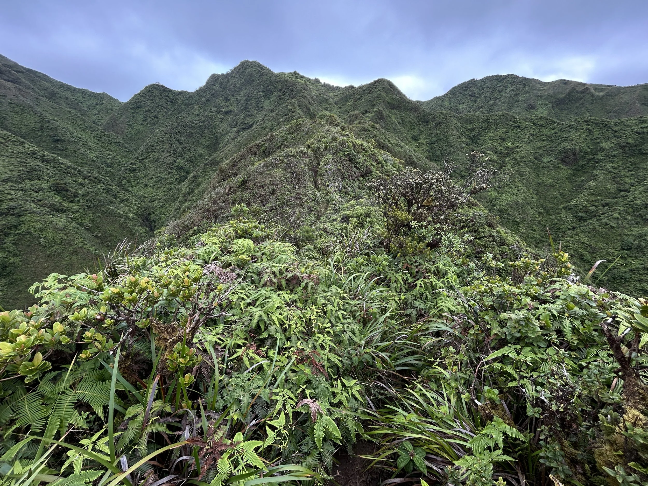 Hiking the Mānana Ridge Trail on Oʻahu — noahawaii