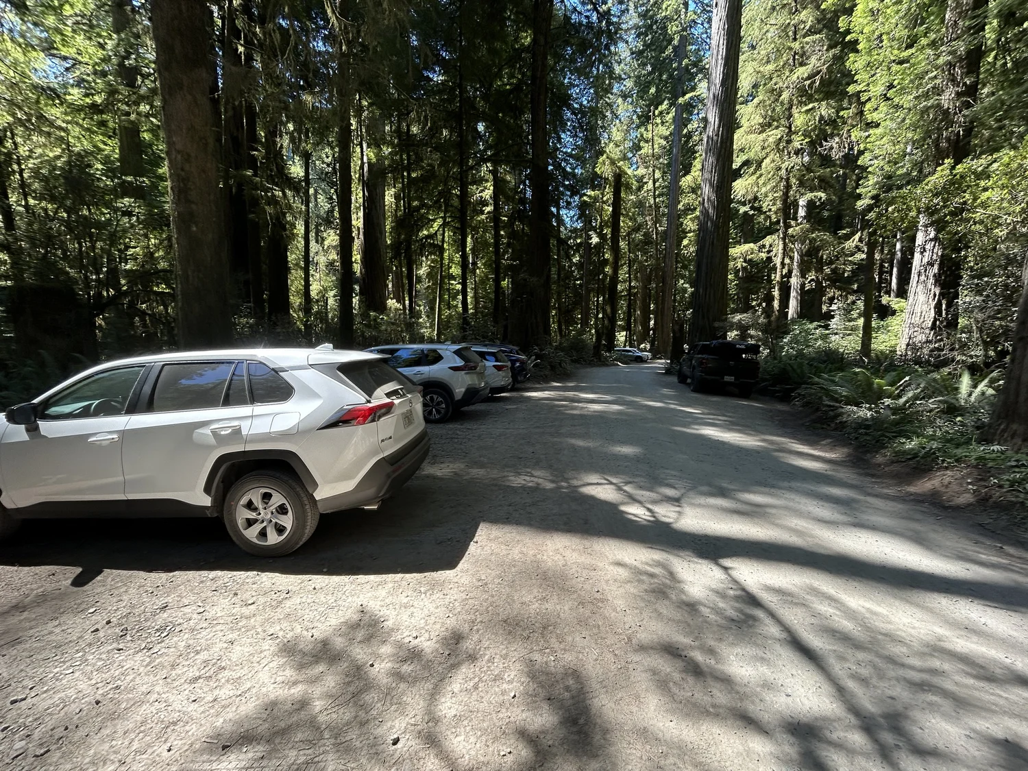 Hiking the Stout Memorial Grove Trail in Jedediah Smith Redwoods State ...