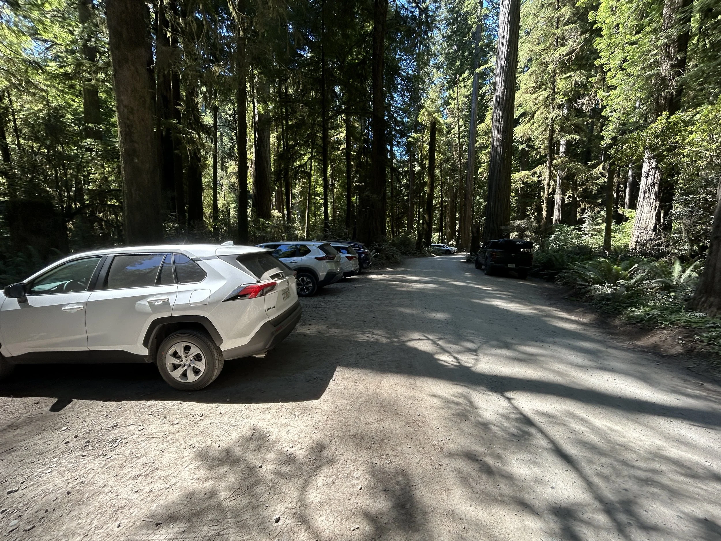 Hiking the Stout Memorial Grove Trail in Jedediah Smith Redwoods State ...