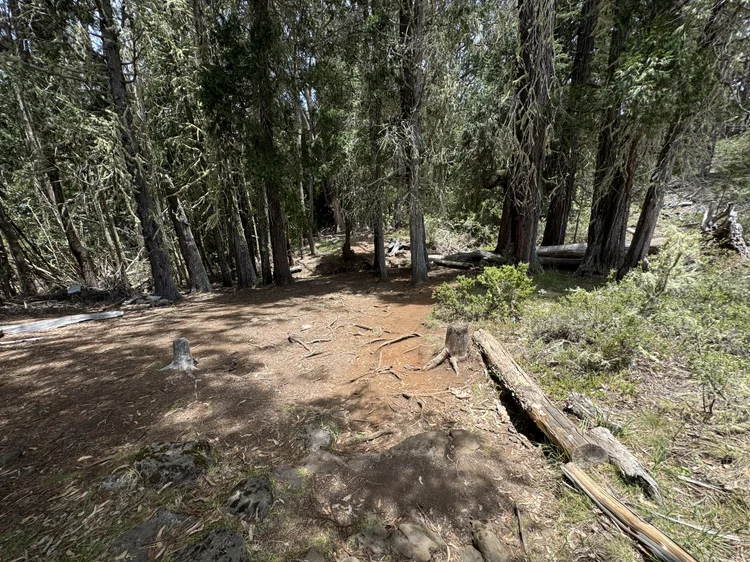 Hiking the Hosmer Grove Trail in Haleakalā National Park on Maui ...
